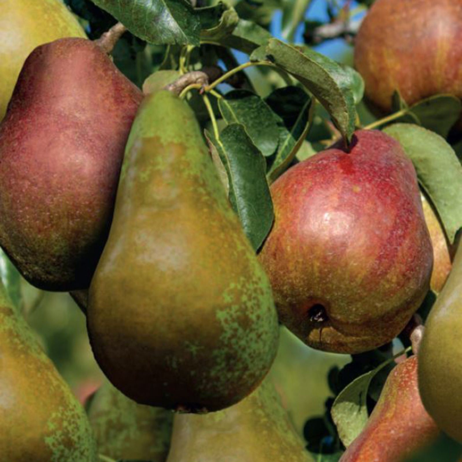 Suttons Pear (Pyrus) Duo Pear Family Tree 5 Litre Pot x 1 - QVC UK