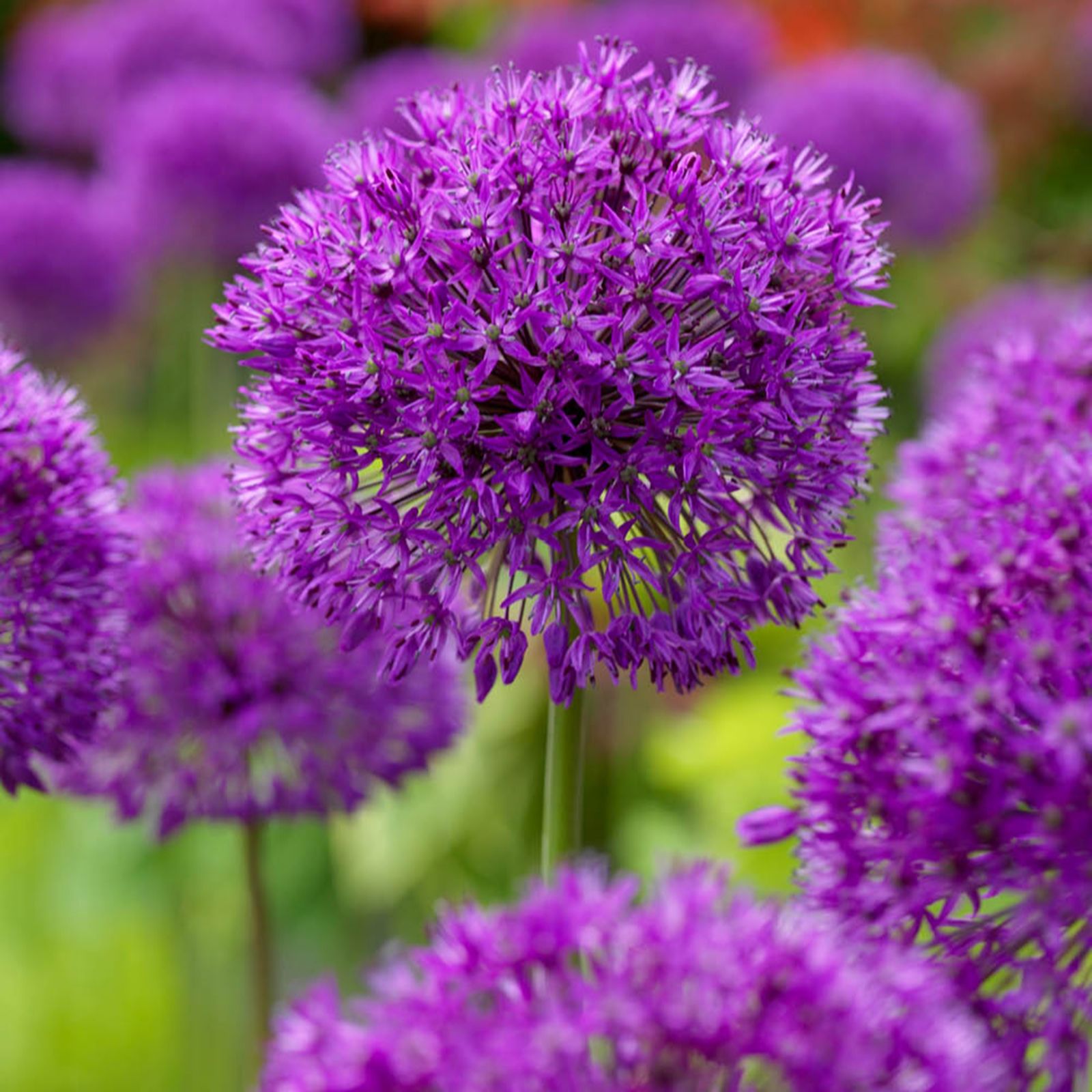 YouGarden Allium 'Purple Sensation' x50 bulbs - QVC UK