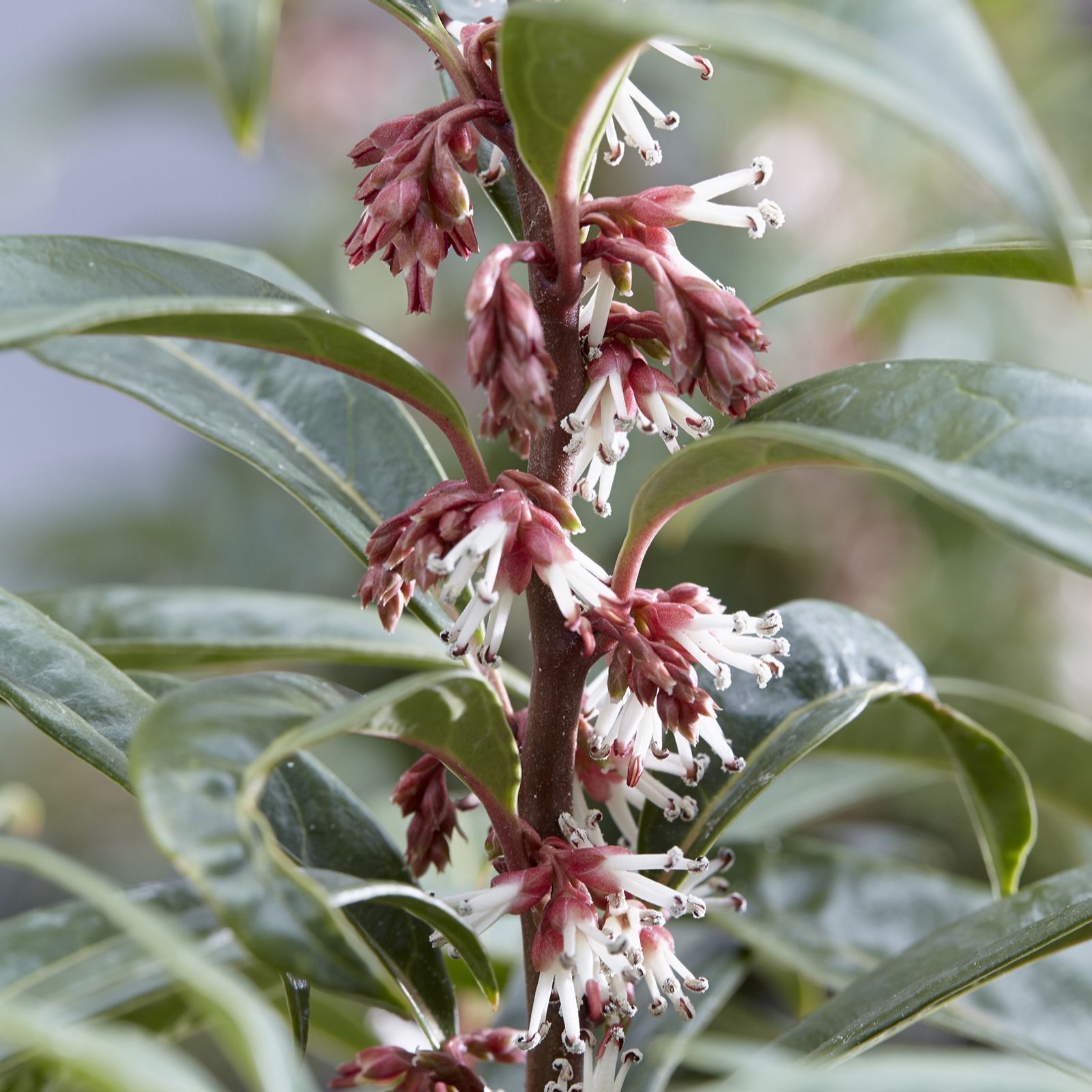 Hayloft Plants Sarcococca Winter Gem (Christmas Box) P9 - QVC UK