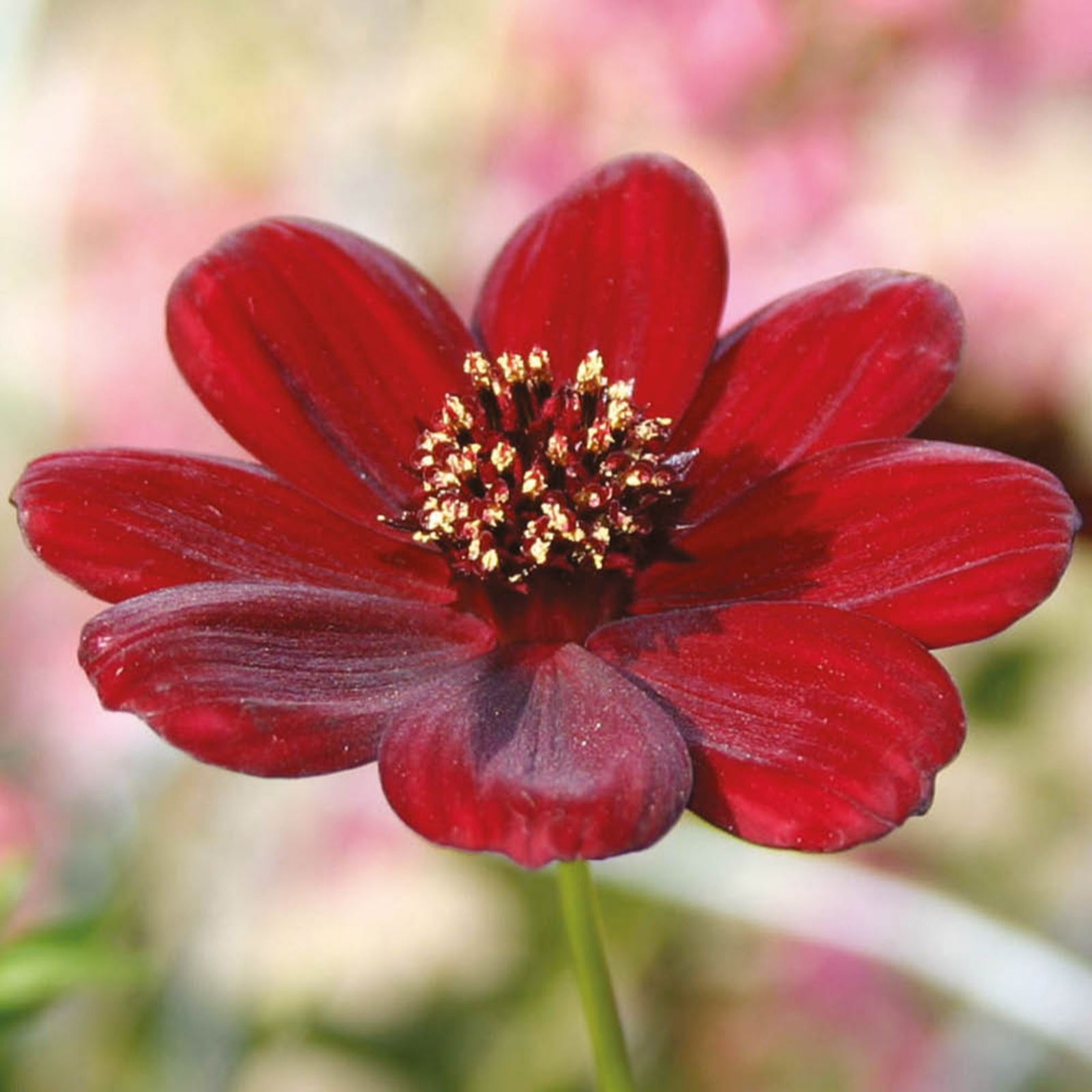 YouGarden Cosmos 'Chocolate' Plug Plant Collection x6 - QVC UK