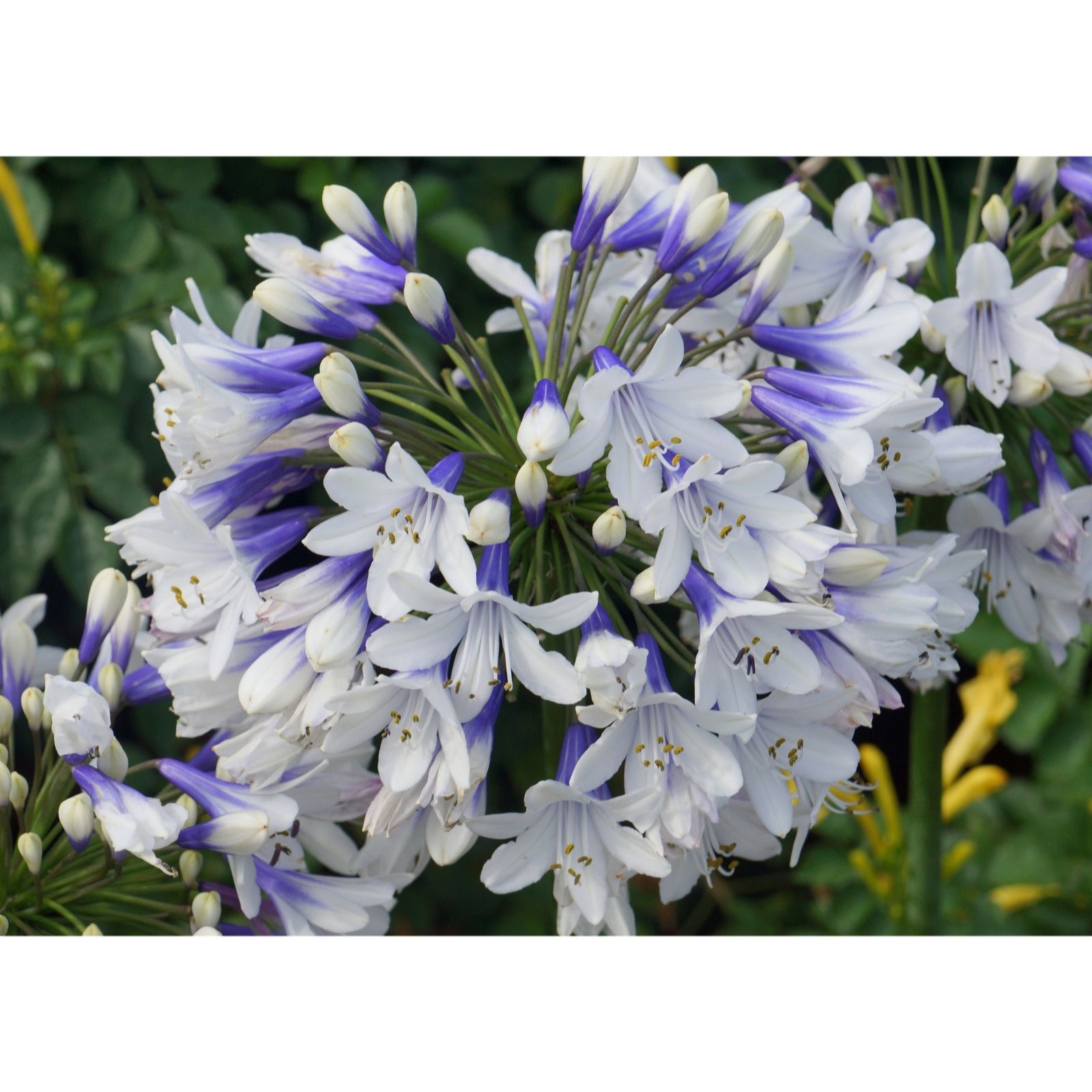 Hayloft Agapanthus Twister 3 x 9cm Pot Grown Plants - QVC UK