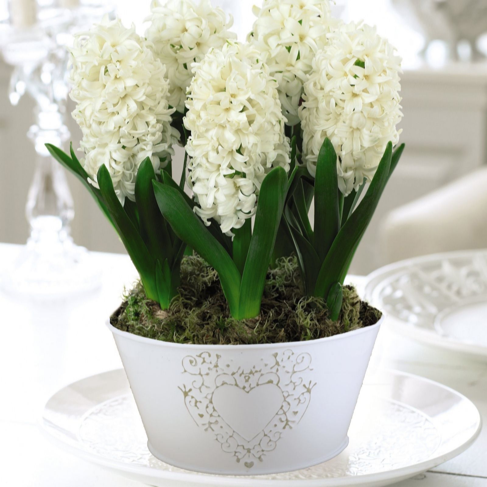 Thompson & Morgan Hyacinth White Pearl in Cream Zinc Bowl - QVC UK