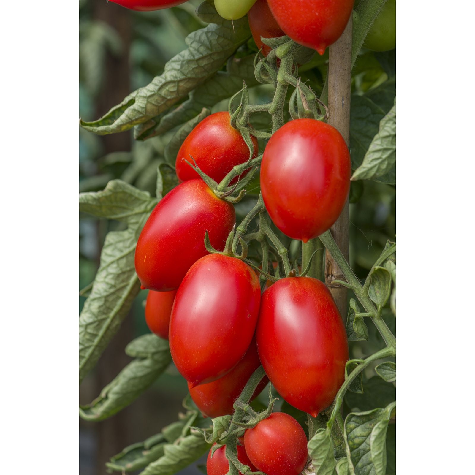 Plants2Gardens Chefs Tomato Selection 3 x 9cm - QVC UK