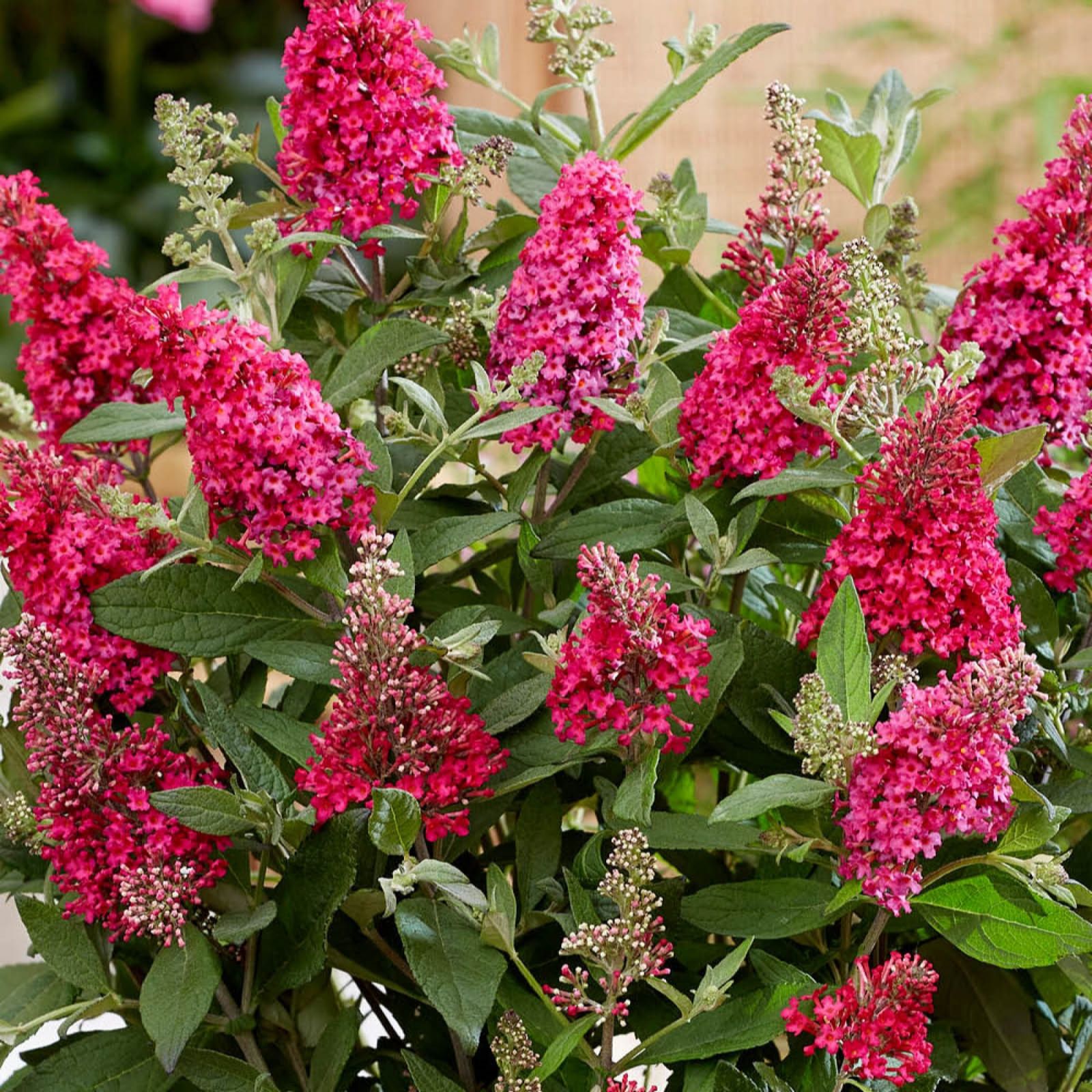You Garden Pair of Buddleia Butterfy Candy 'Little Ruby' Standard in ...