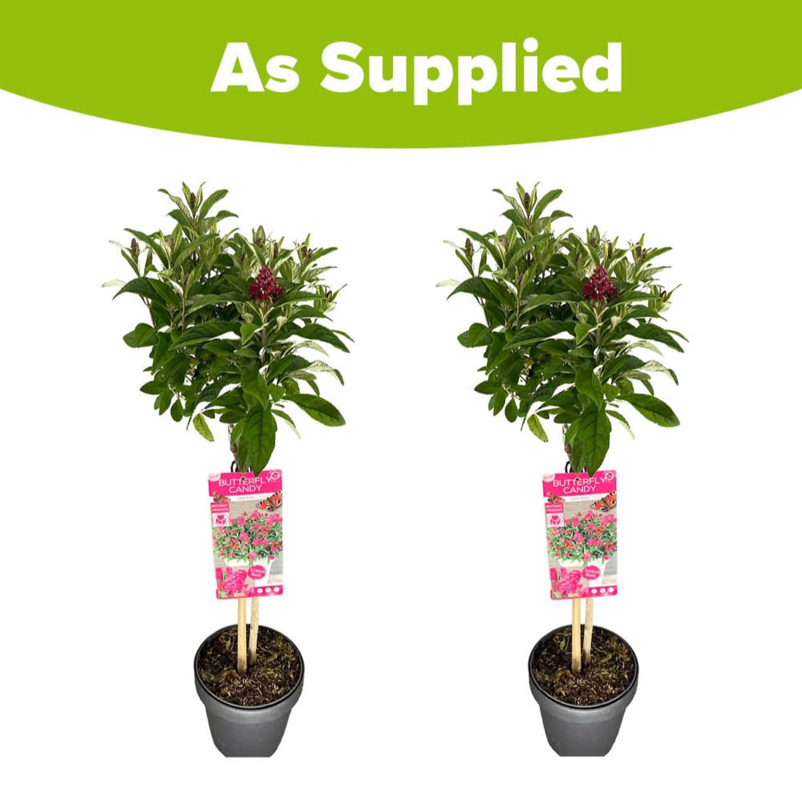 You Garden Pair of Buddleia Butterfy Candy 'Little Ruby' Standard in ...