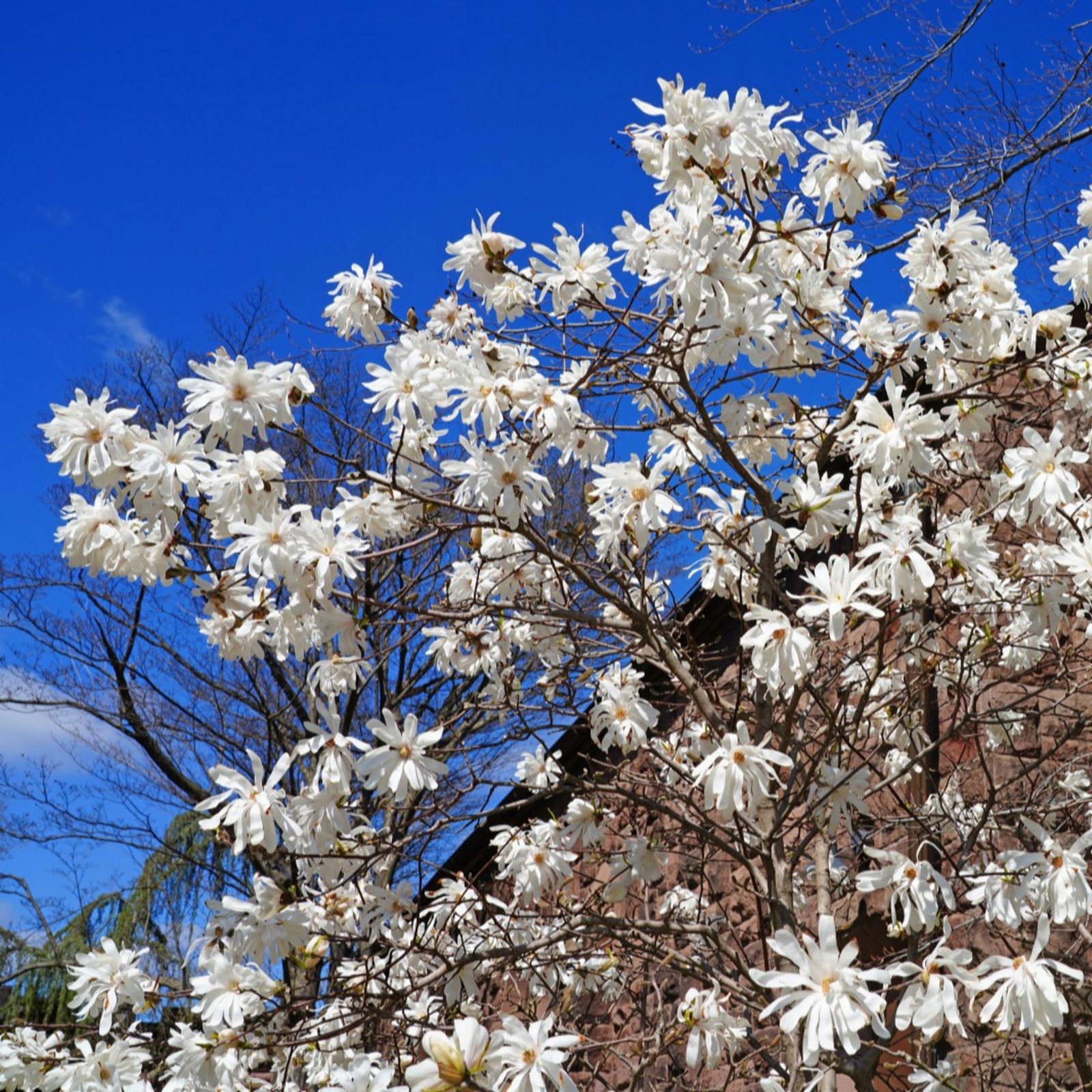 Thompson & Morgan Magnolia Stellata 3 Litre Pot x 1 - QVC UK