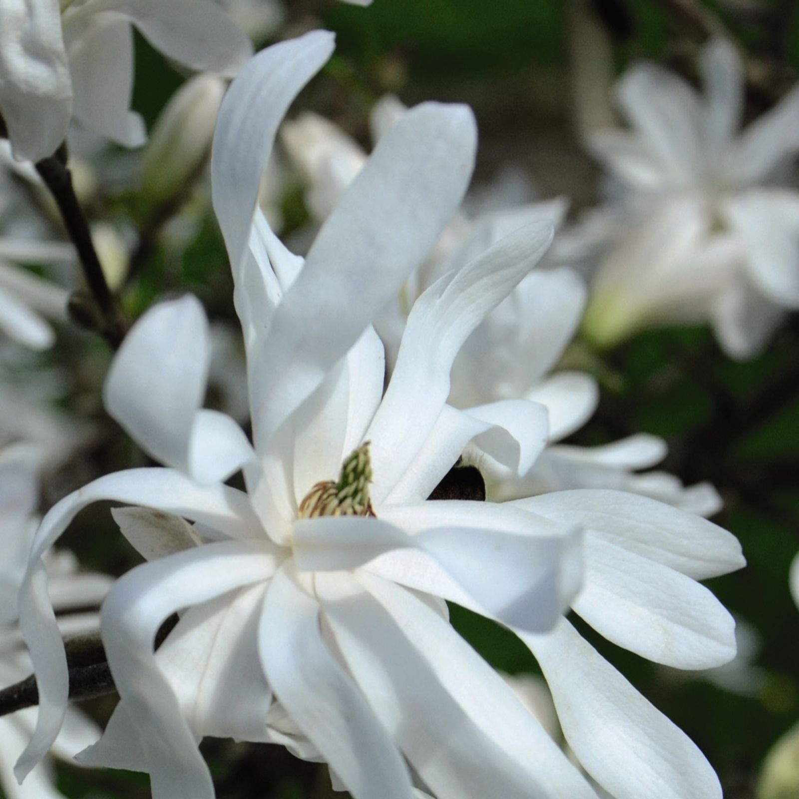 Thompson & Morgan Magnolia Stellata 3 Litre Pot x 1 - QVC UK