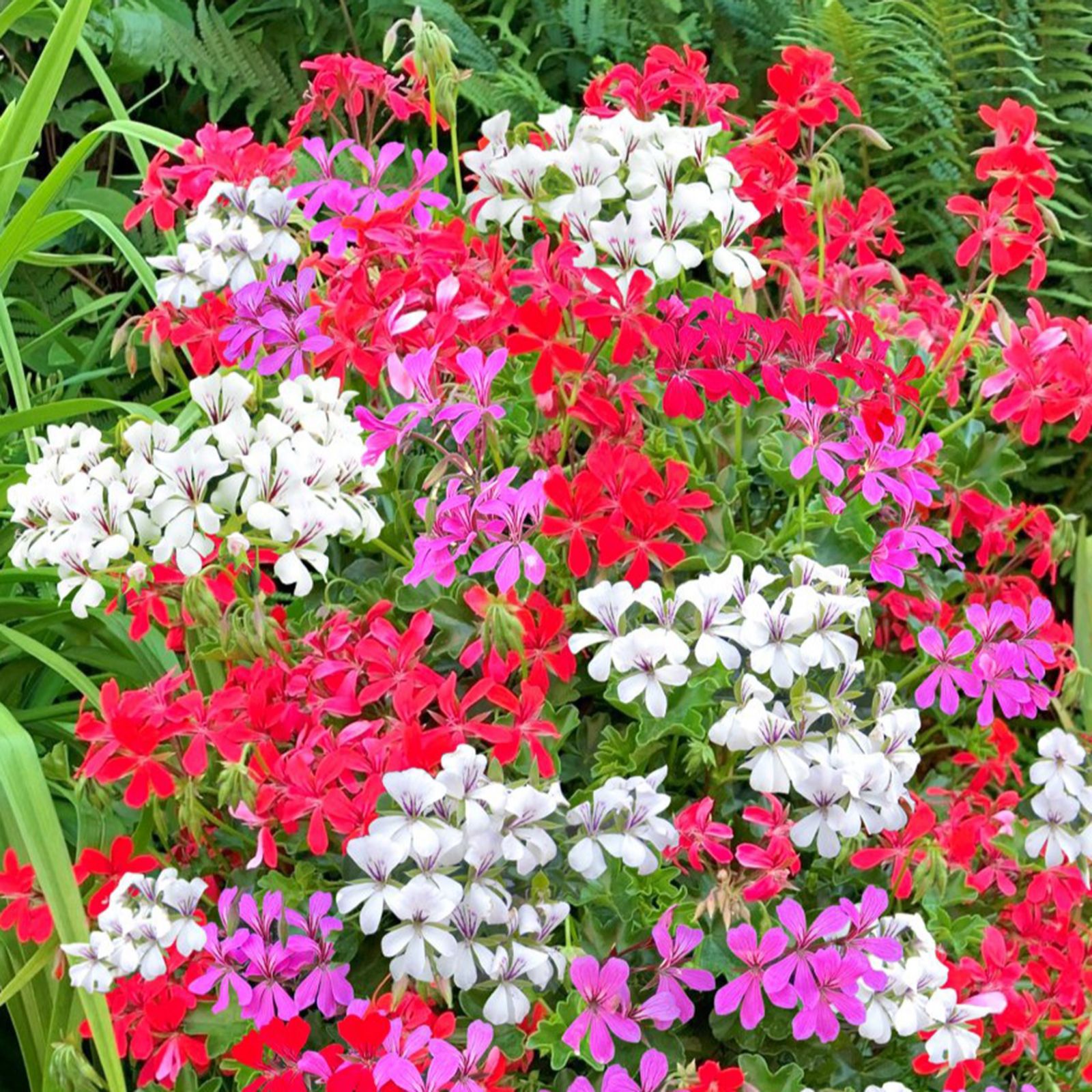 Thompson & Morgan Geranium Tricolour x3 Pots with Tower Pot - QVC UK