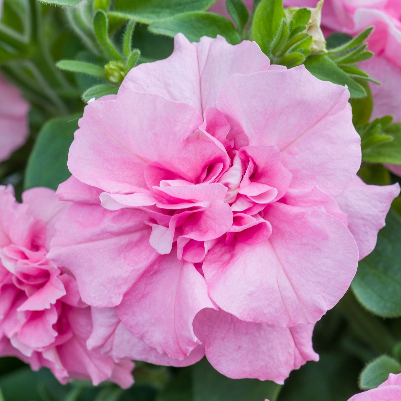 Richard Jackson's Nursery Fresh Tumbling Petunia 5 x 6cm Garden Ready ...