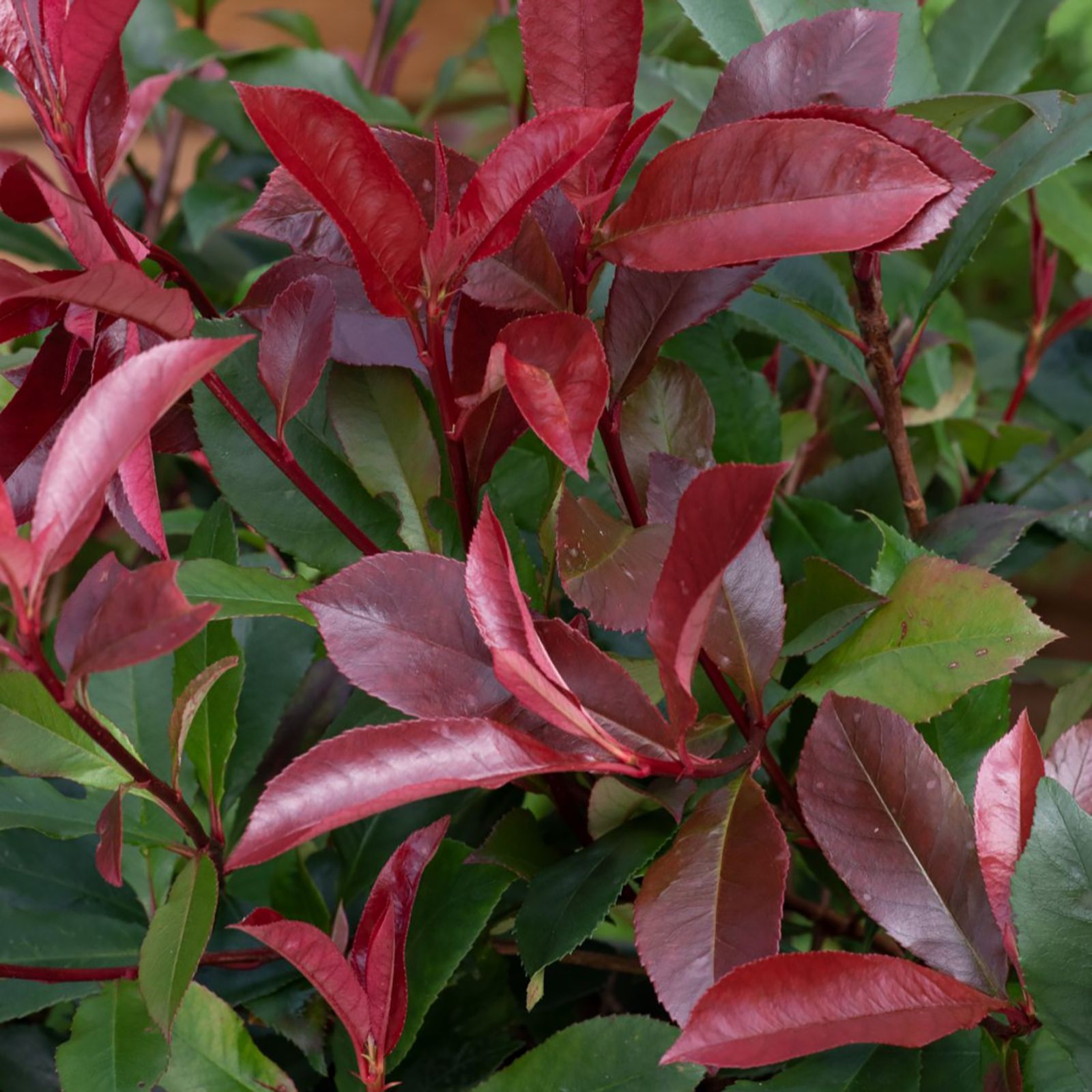 Thompson & Morgan Photinia Fraseri Red Robin Standard 3 Litre Pot x 1 ...