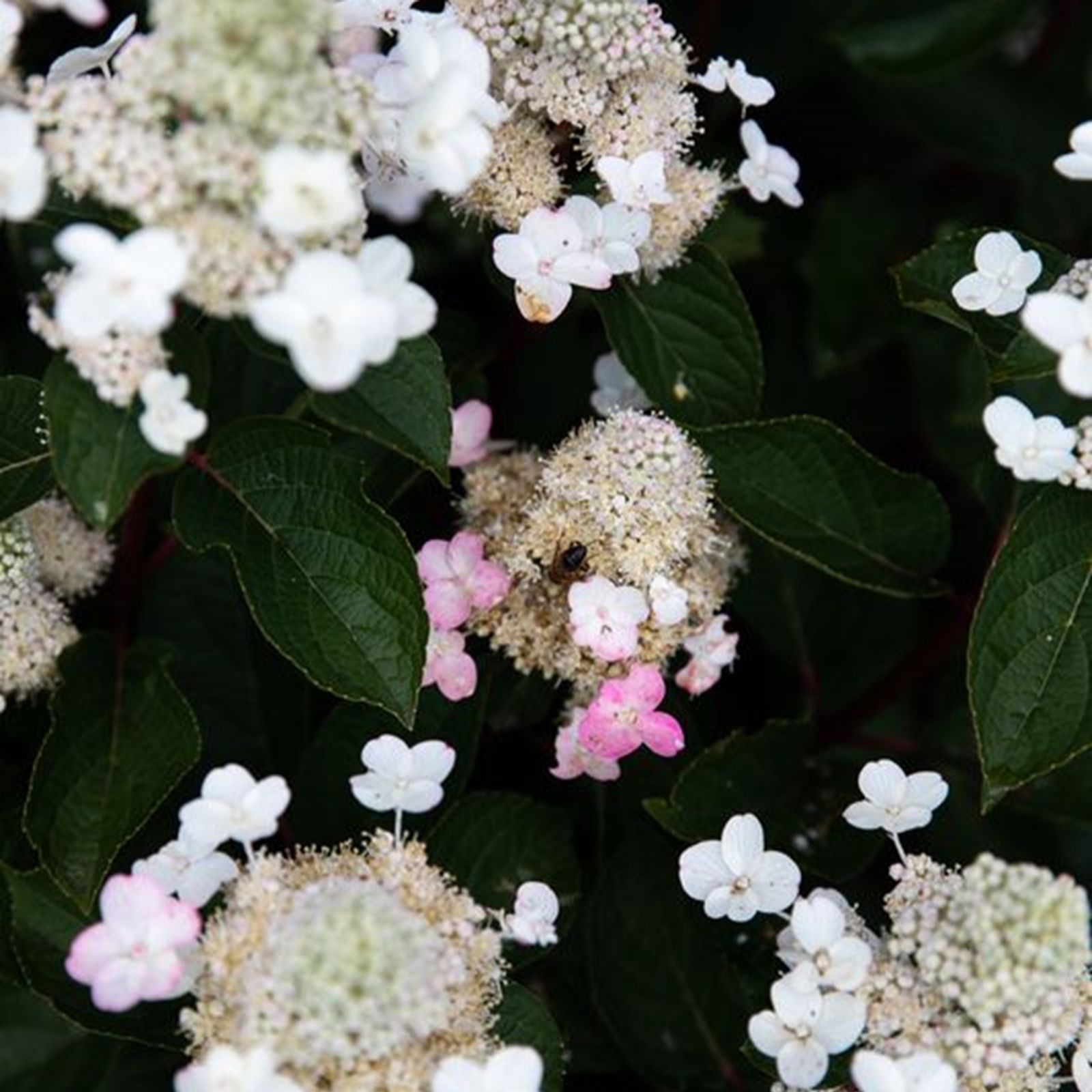 Thompson & Morgan Hydrangea Living Infinity 5 litre pot - QVC UK