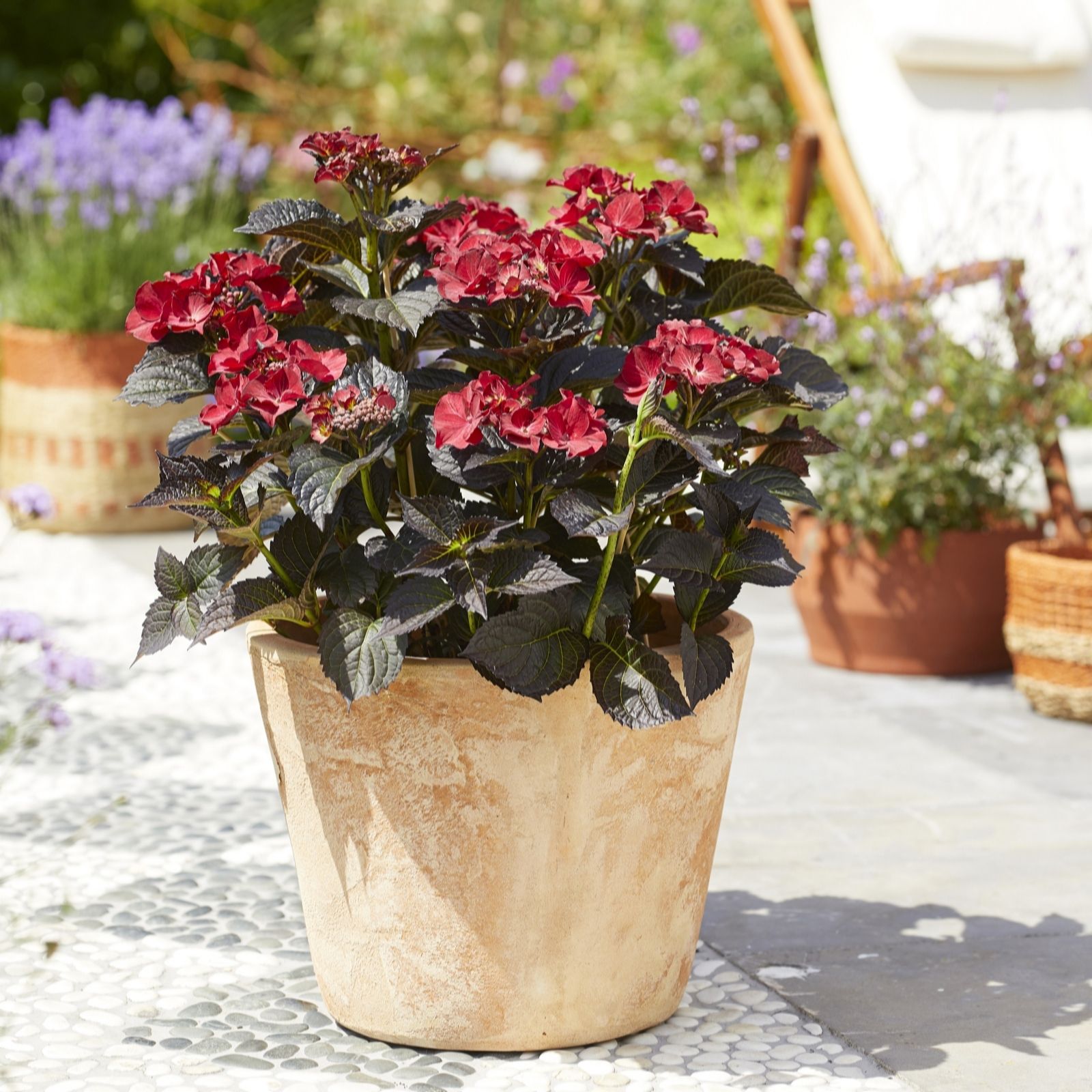 Thompson & Morgan Hydrangea After Midnight 10.5cm Pot x 1 - QVC UK