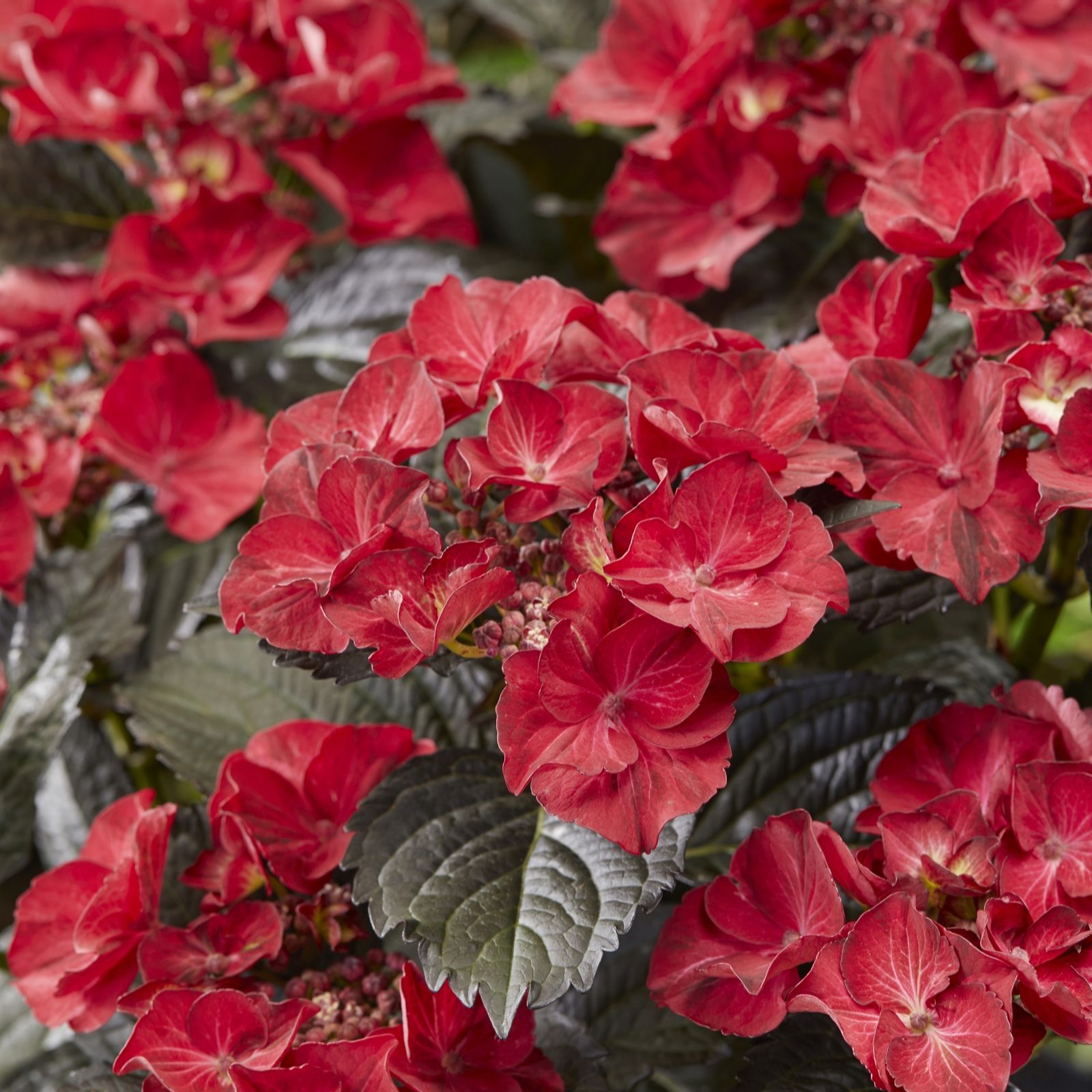 Thompson & Morgan Hydrangea After Midnight 10.5cm Pot x 1 - QVC UK