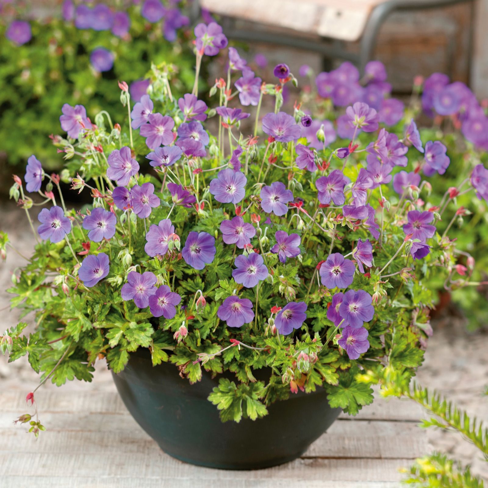 Plants 2 Gardens Geranium Collection 3 x 2ltr - QVC UK