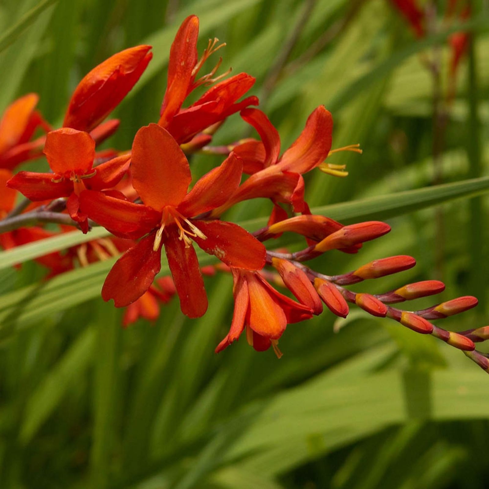 YouGarden Crocosmia Lucifer bulbs x20 - QVC UK