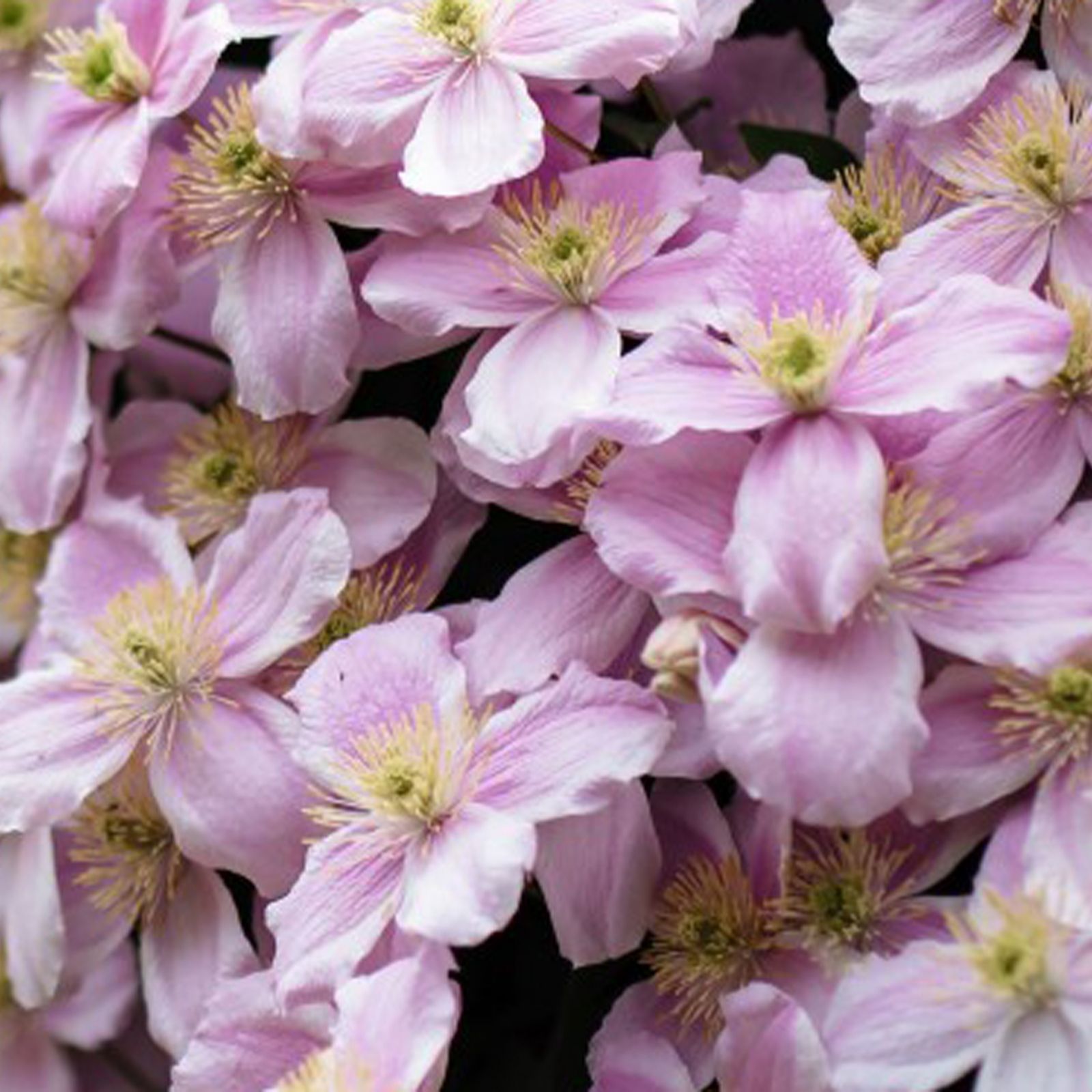 Thompson & Morgan Clematis Montana Pink Perfection 1.7 Litre Pot x 1 ...