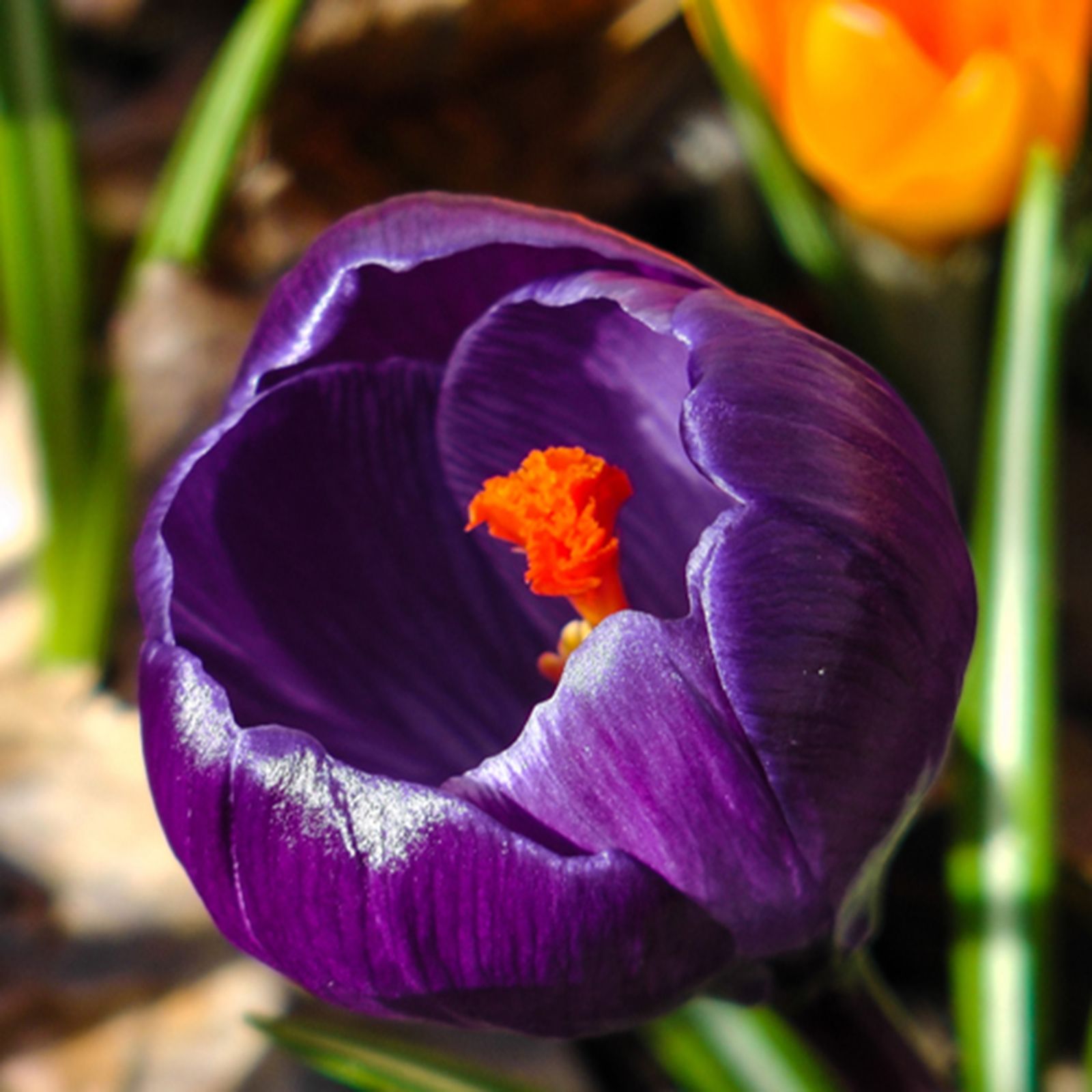 YouGarden Crocus 'Large Flowered Blue' x60 Bulbs - QVC UK