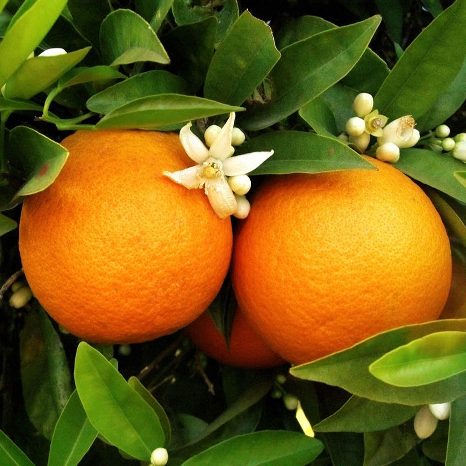 YouGarden Extra Large Orange Tree in 7 Litre Pot - QVC UK
