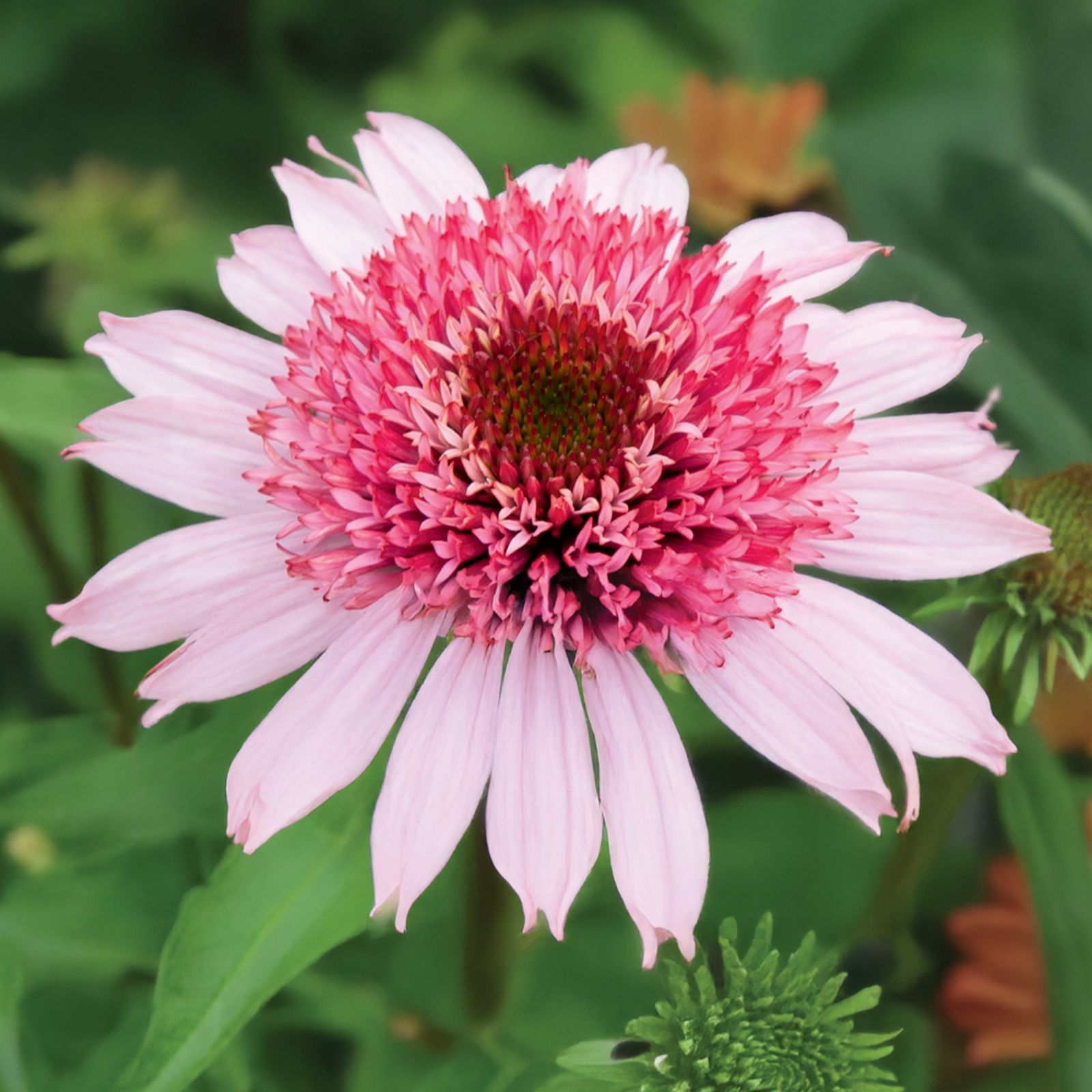 de Jager Pretty Echinacea Papallo x 3 - QVC UK