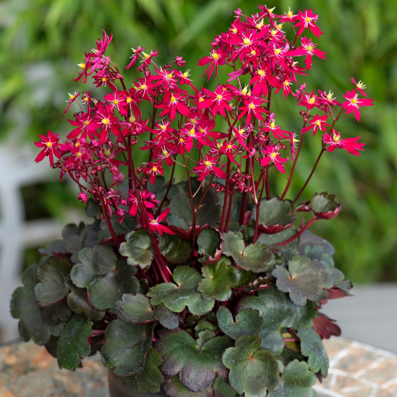 Plants2Gardens Saxifraga Dancing Pixies 3 x 9cm - QVC UK