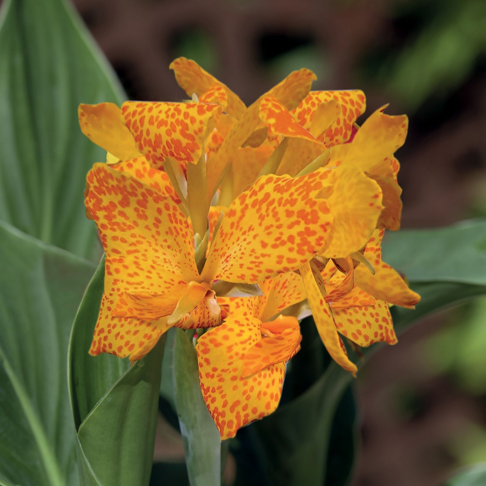 Thompson & Morgan Canna Cannova Gold Leopard 9cm Pot x 1 - QVC UK
