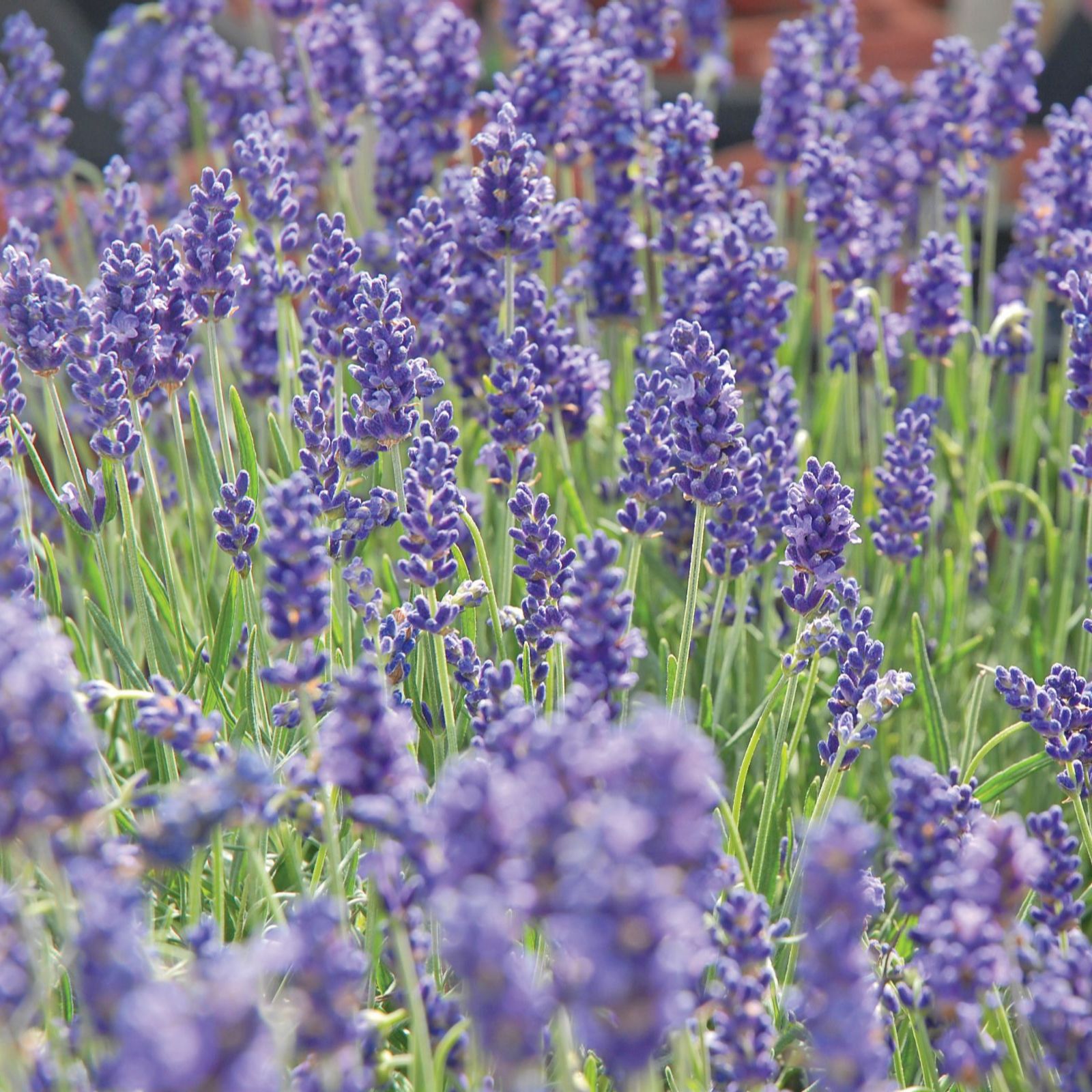Thompson & Morgan Lavender Duo Hidcote & Munstead 24 Plugs - QVC UK