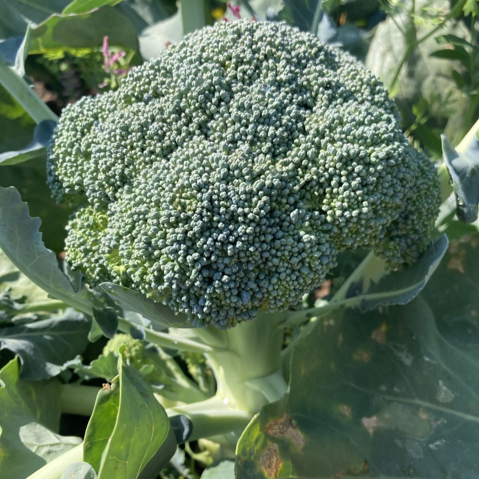 Suttons Broccoli Beneforte 4cm Plug x 12 - QVC UK