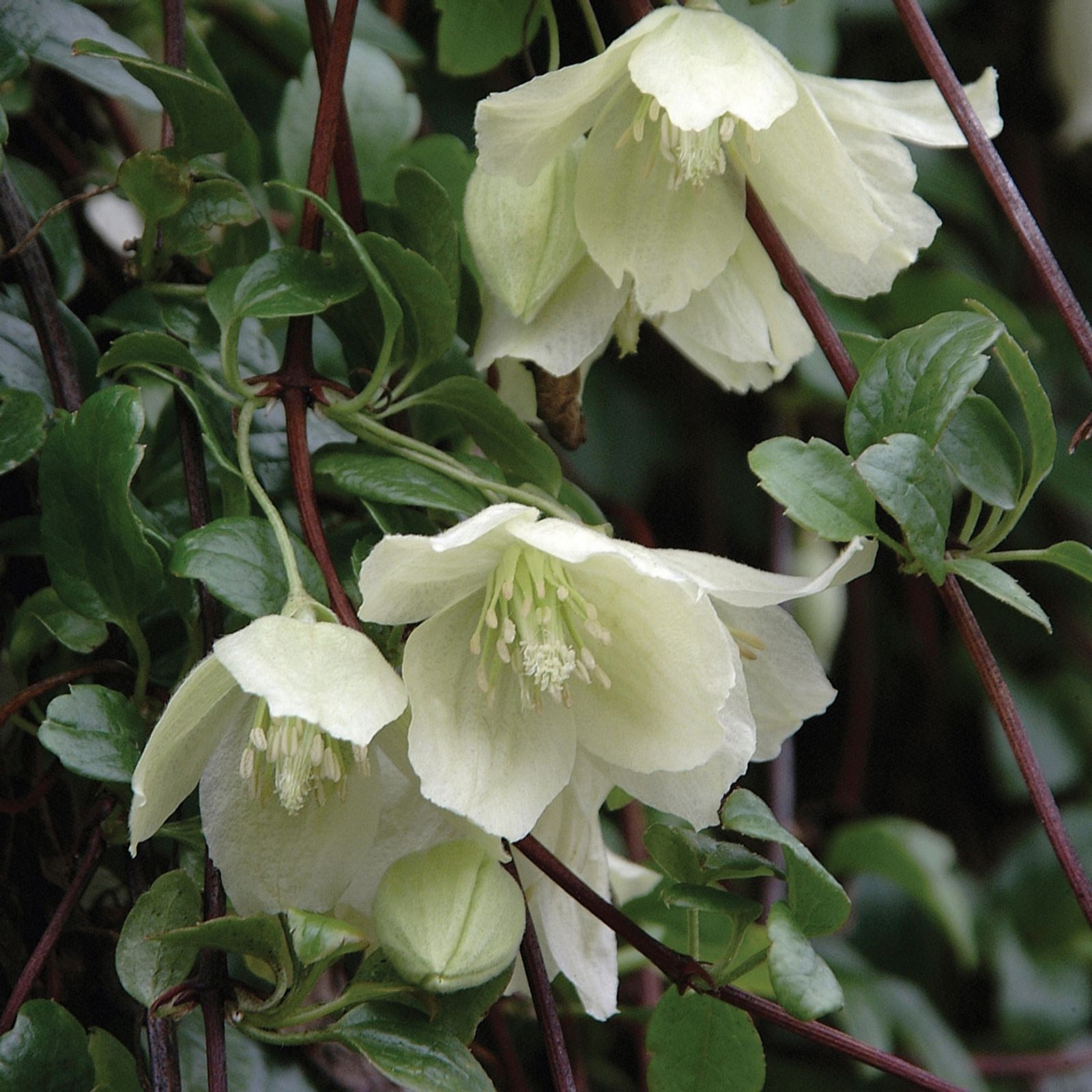 YouGarden Winter Clematis Collection 9cm pots x3 - QVC UK