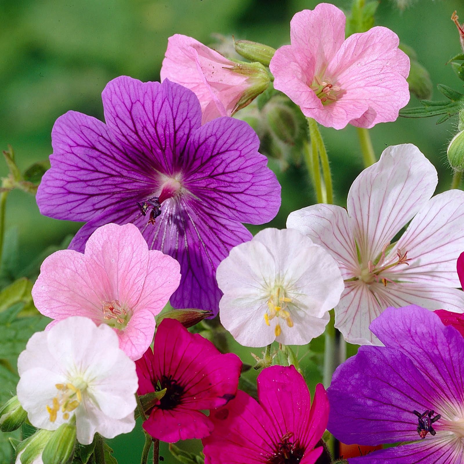 YouGarden Hardy Geraniums Mix Bare Roots x 10 - QVC UK