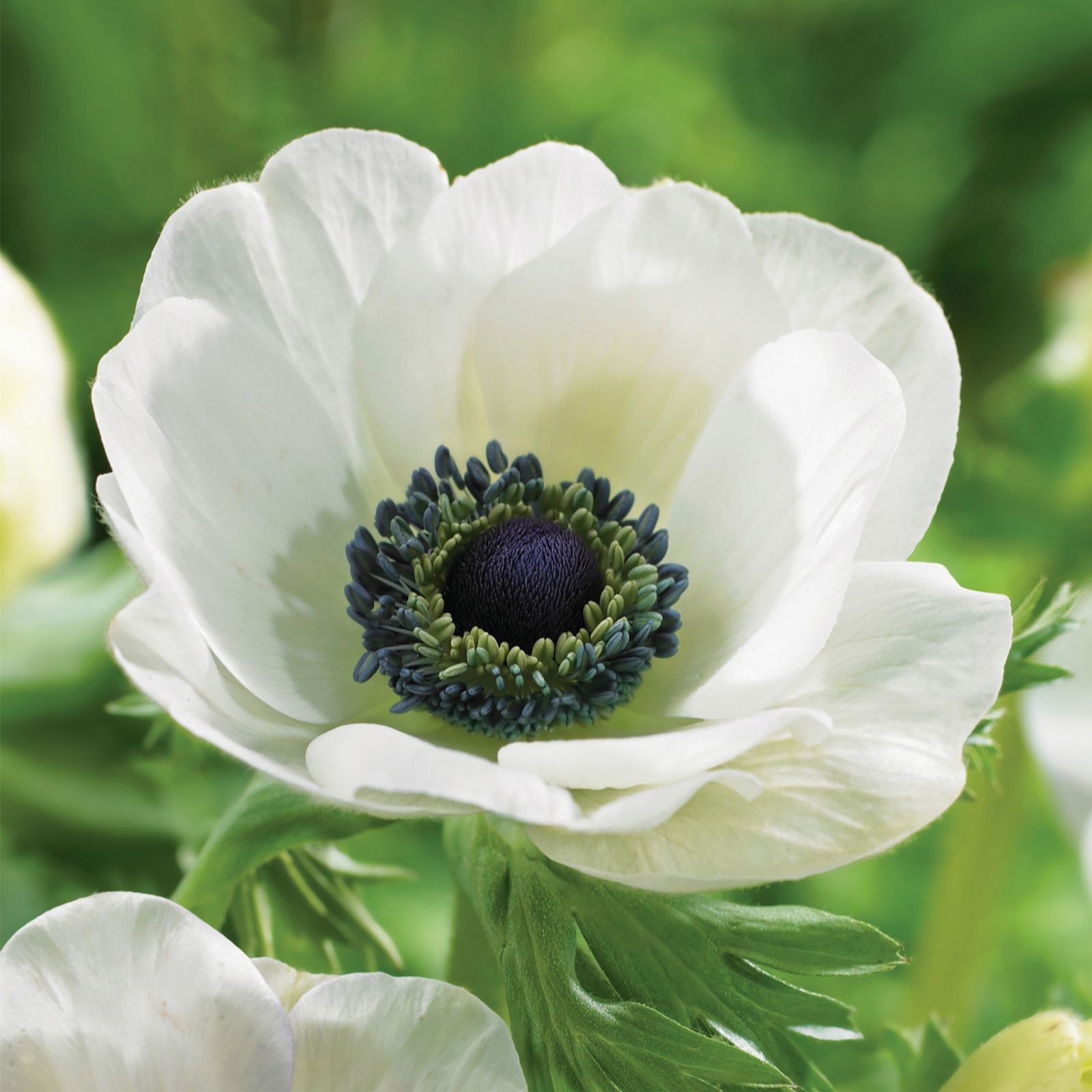 de Jager 24x Fly the Flag Anemones 7cm+ Corms - QVC UK
