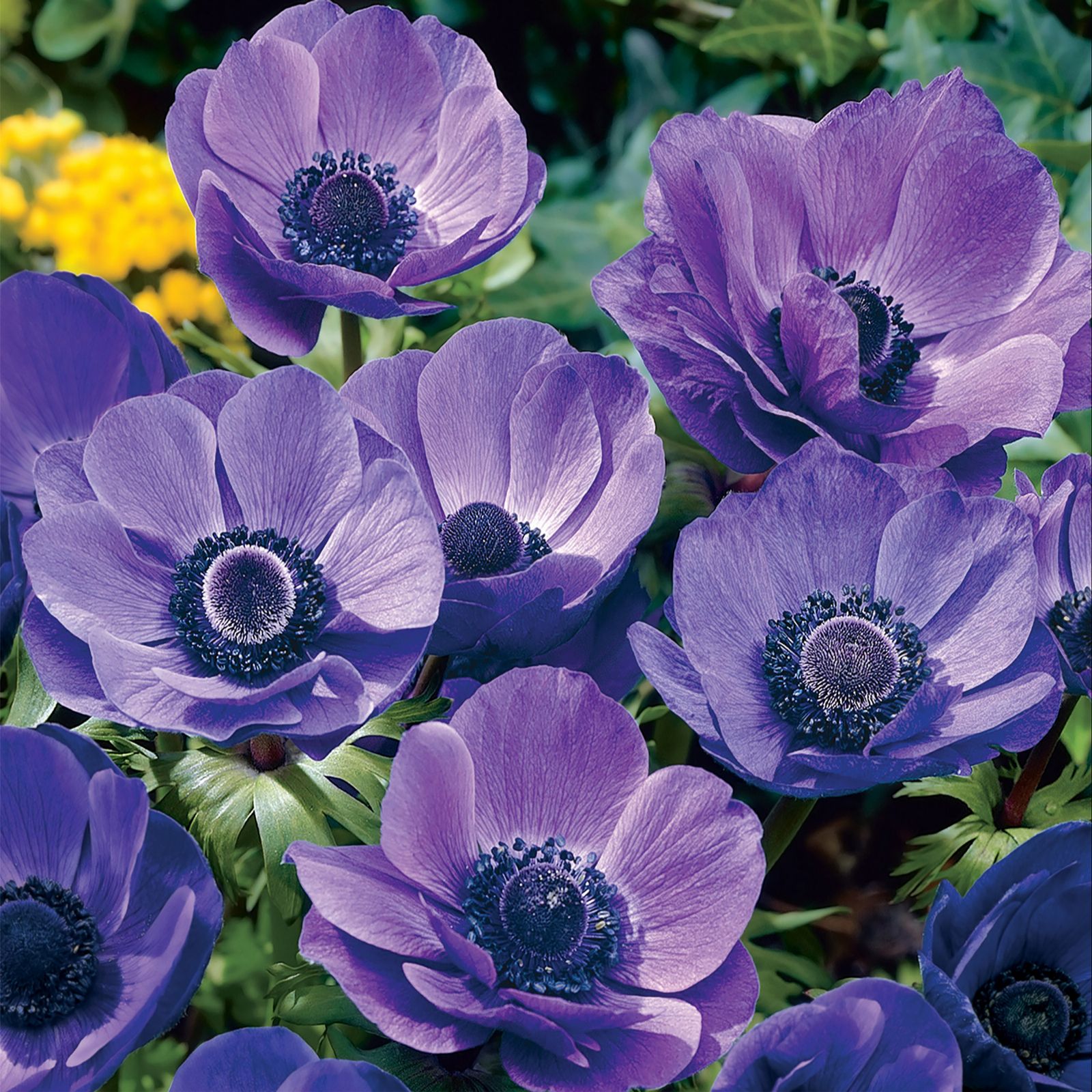 de Jager 24x Fly the Flag Anemones 7cm+ Corms - QVC UK