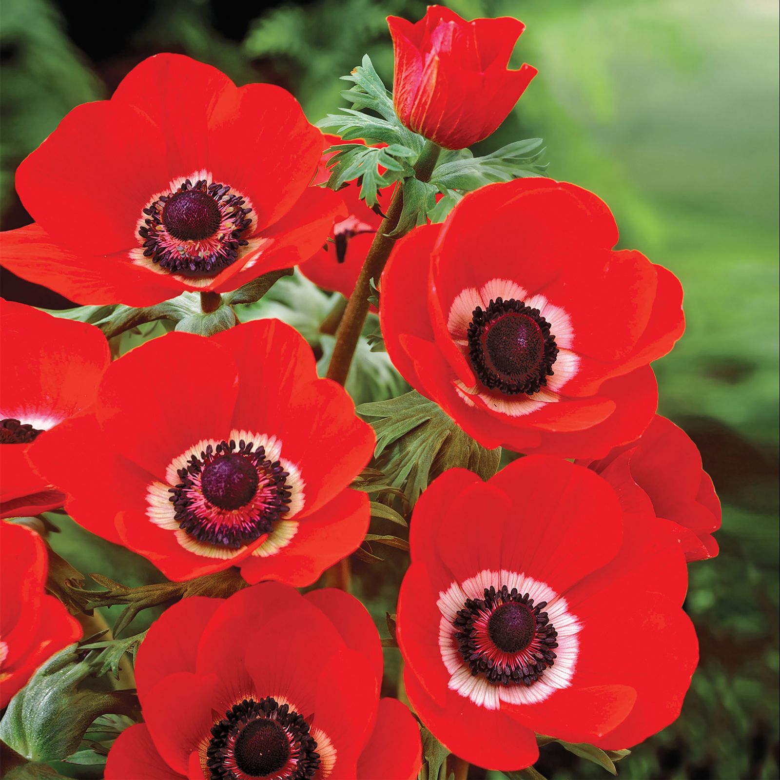 de Jager 24x Fly the Flag Anemones 7cm+ Corms - QVC UK