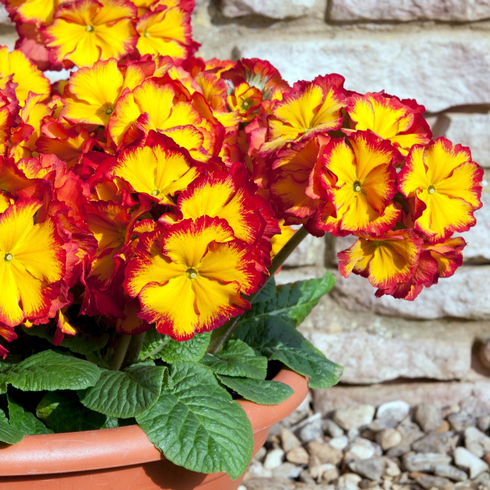 Plants2Gardens Primula Showstopper Firedragon 6cm x 6 - QVC UK