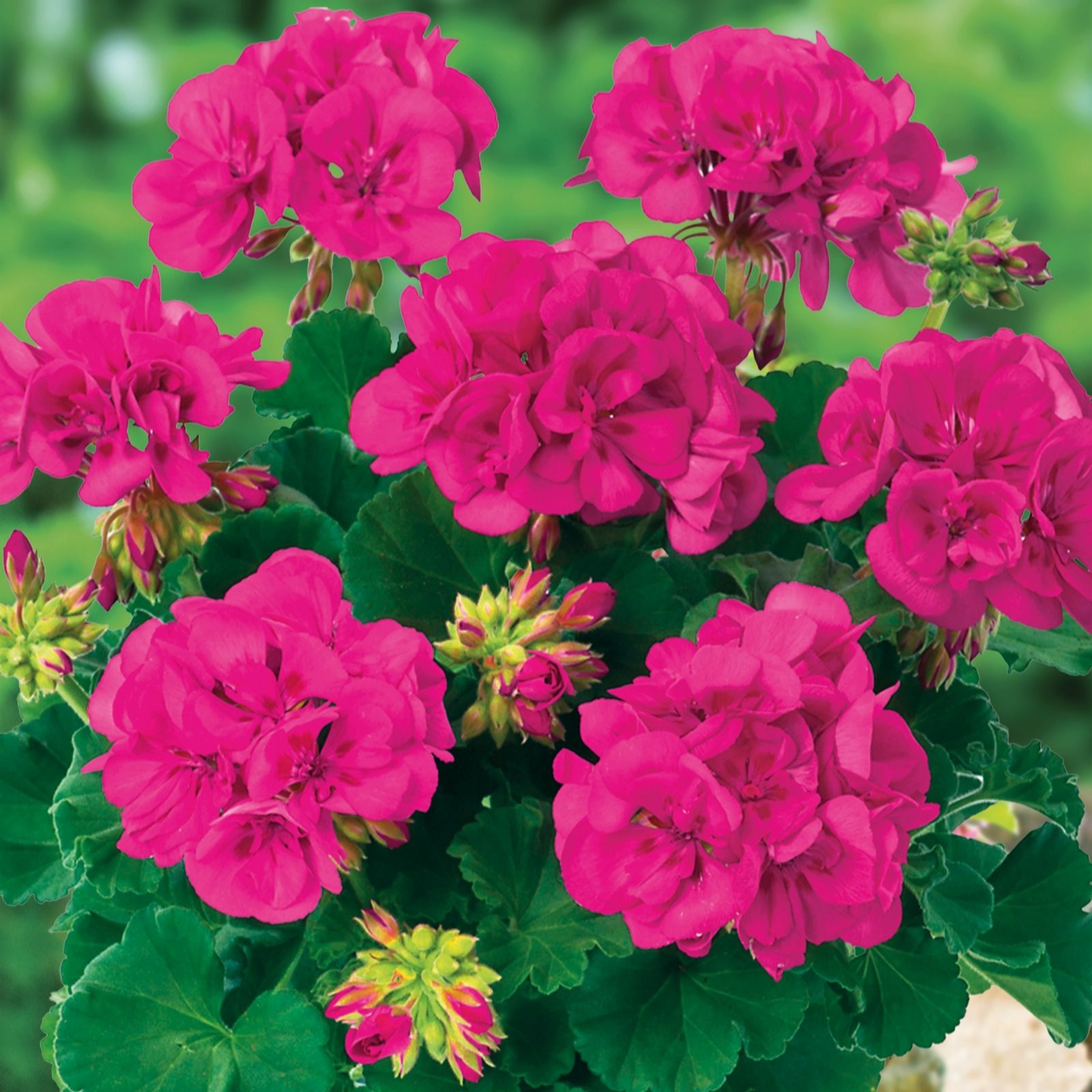 Nursery Fresh Perfect Patio Geranium 3x7cm Garden Ready Plants - QVC UK
