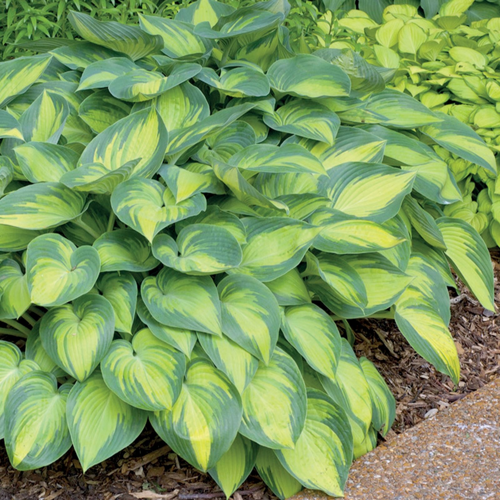 de Jager Happy Hostas x 6 - QVC UK