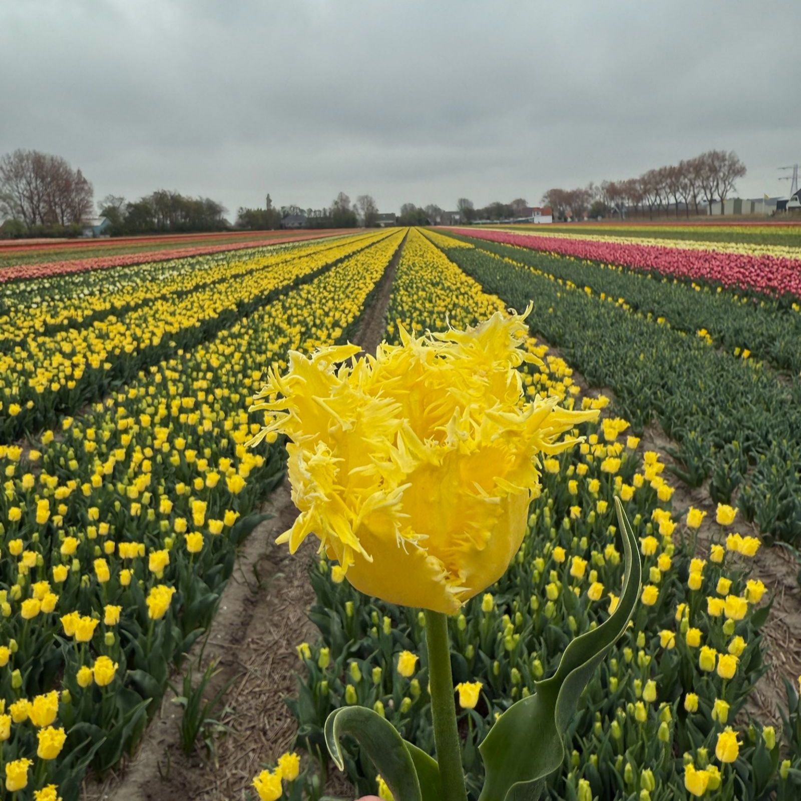 Thompson & Morgan Tulip Sunny Time 16 Bulbs - QVC UK