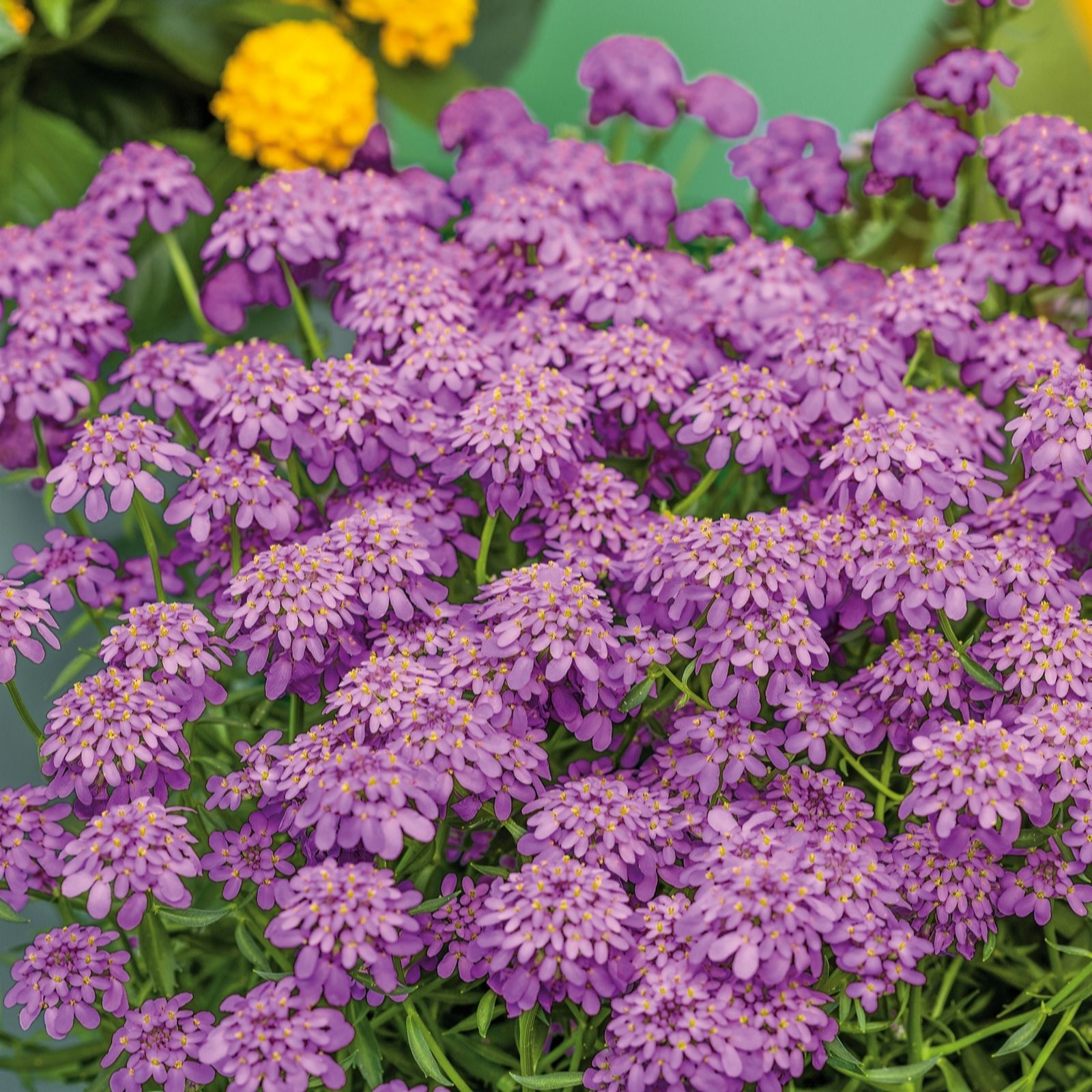 Hayloft Plants Iberis Mermaid Lavender 3 x 1 Litre Pot - QVC UK