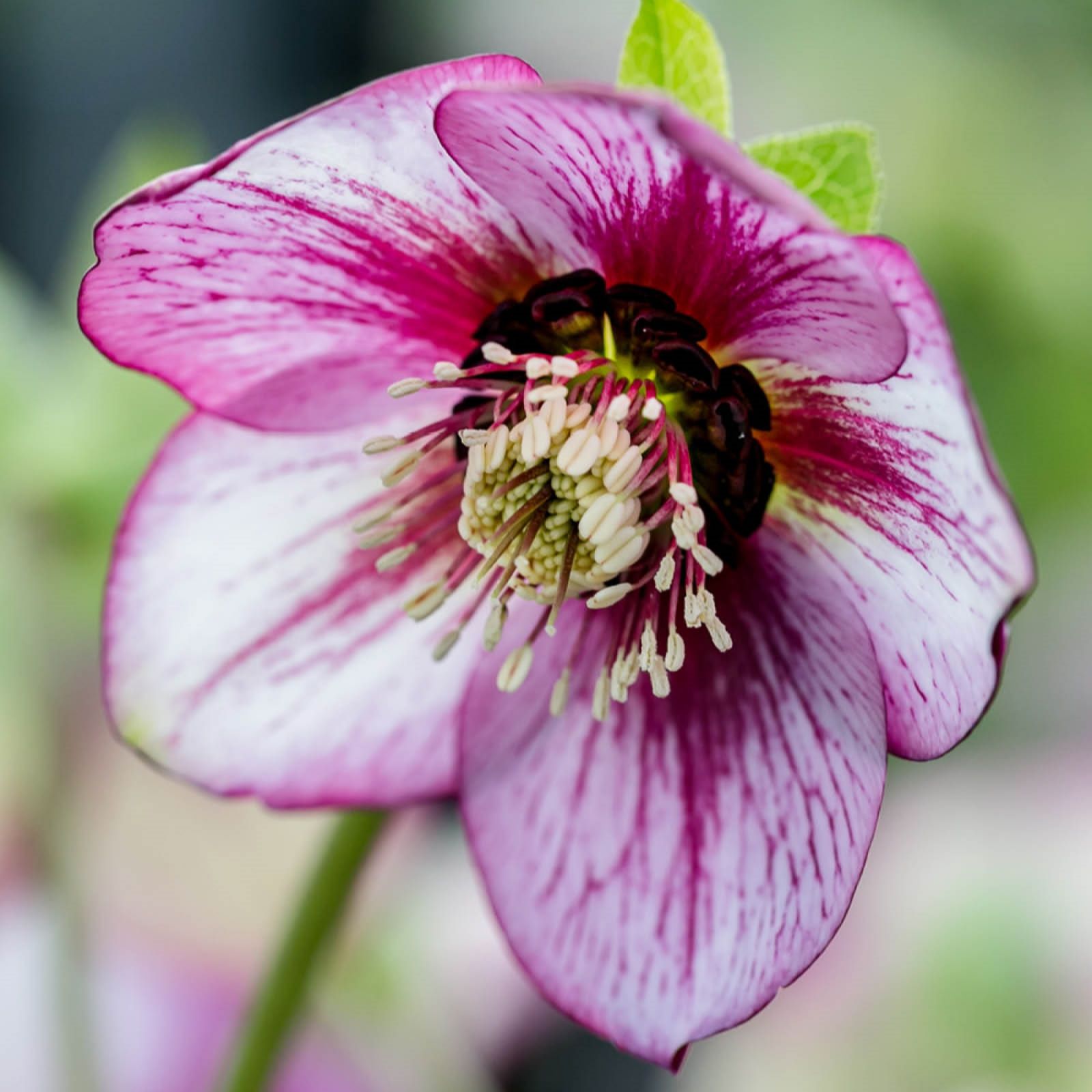YouGarden Hellebore White Picotee in 9cm pots x3 - QVC UK