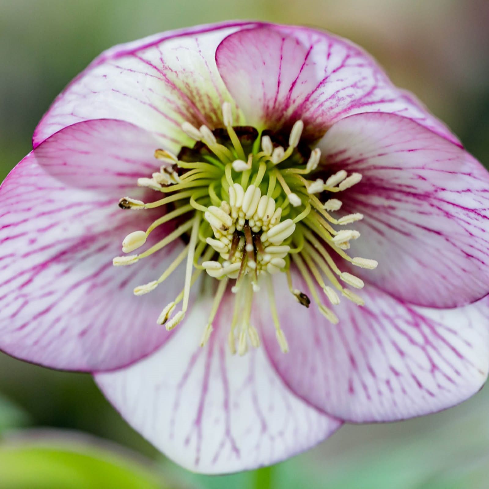 YouGarden Hellebore White Picotee in 9cm pots x3 - QVC UK