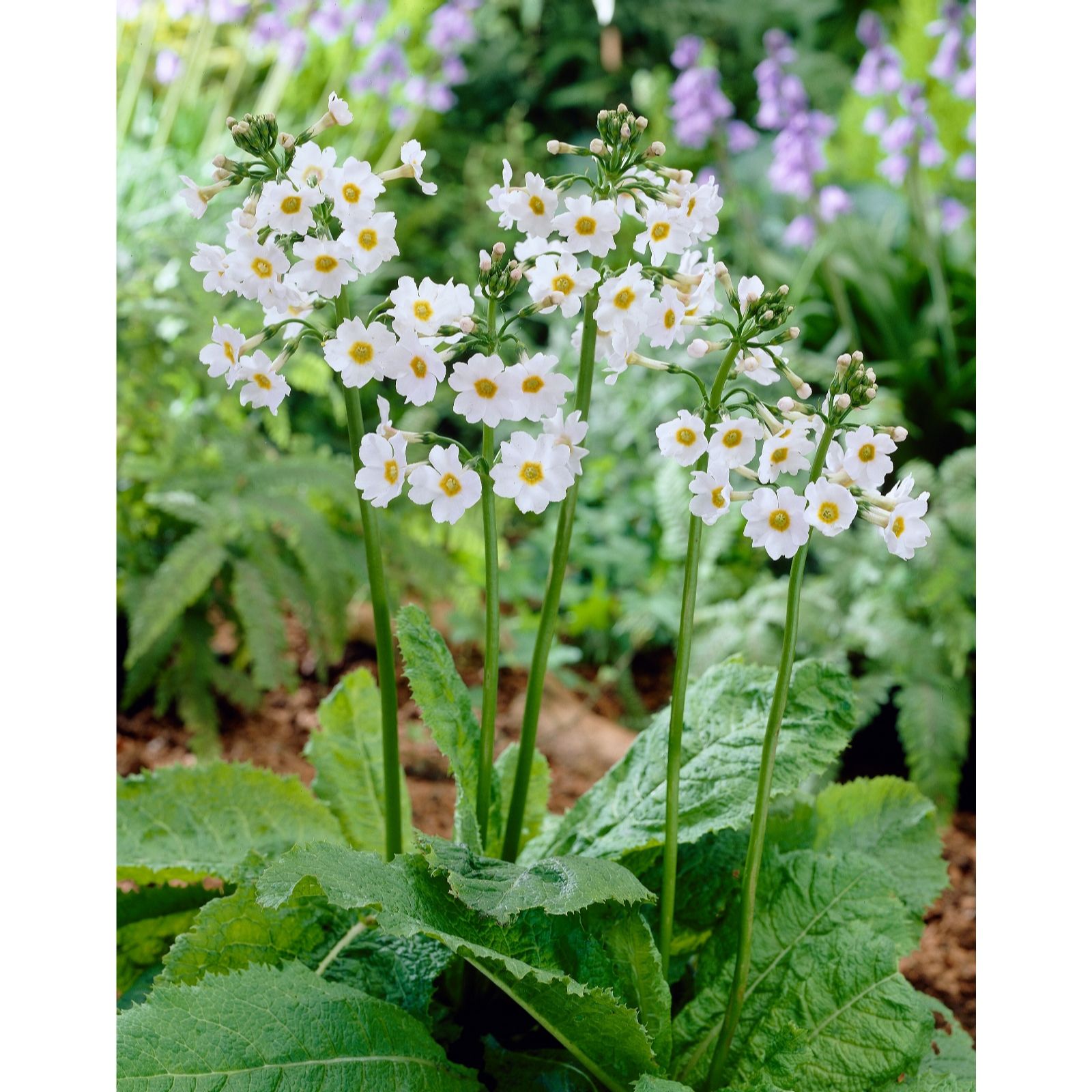 Hayloft Classical Primrose 3x 9cm pot grown plants - QVC UK