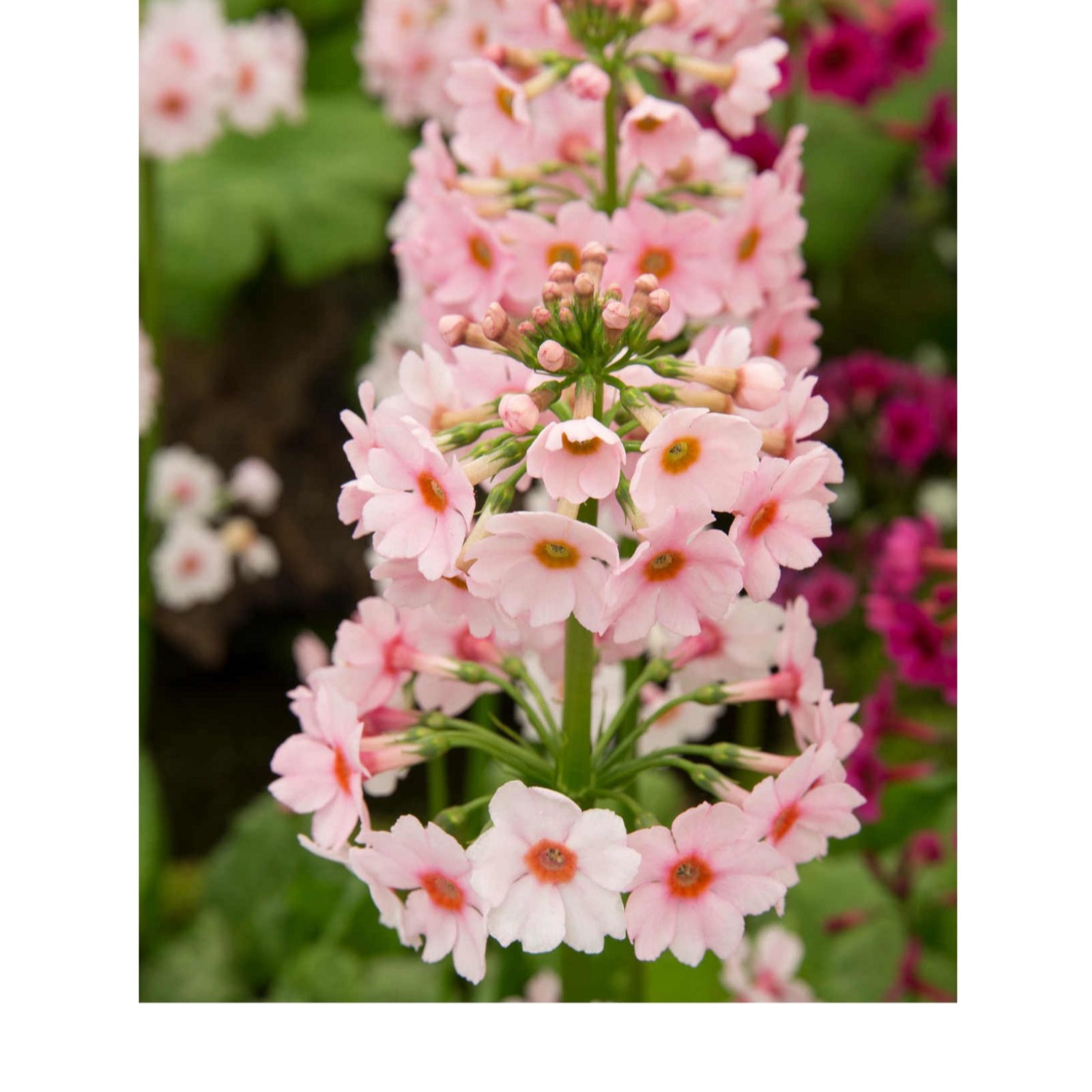 Hayloft Classical Primrose 3x 9cm pot grown plants - QVC UK