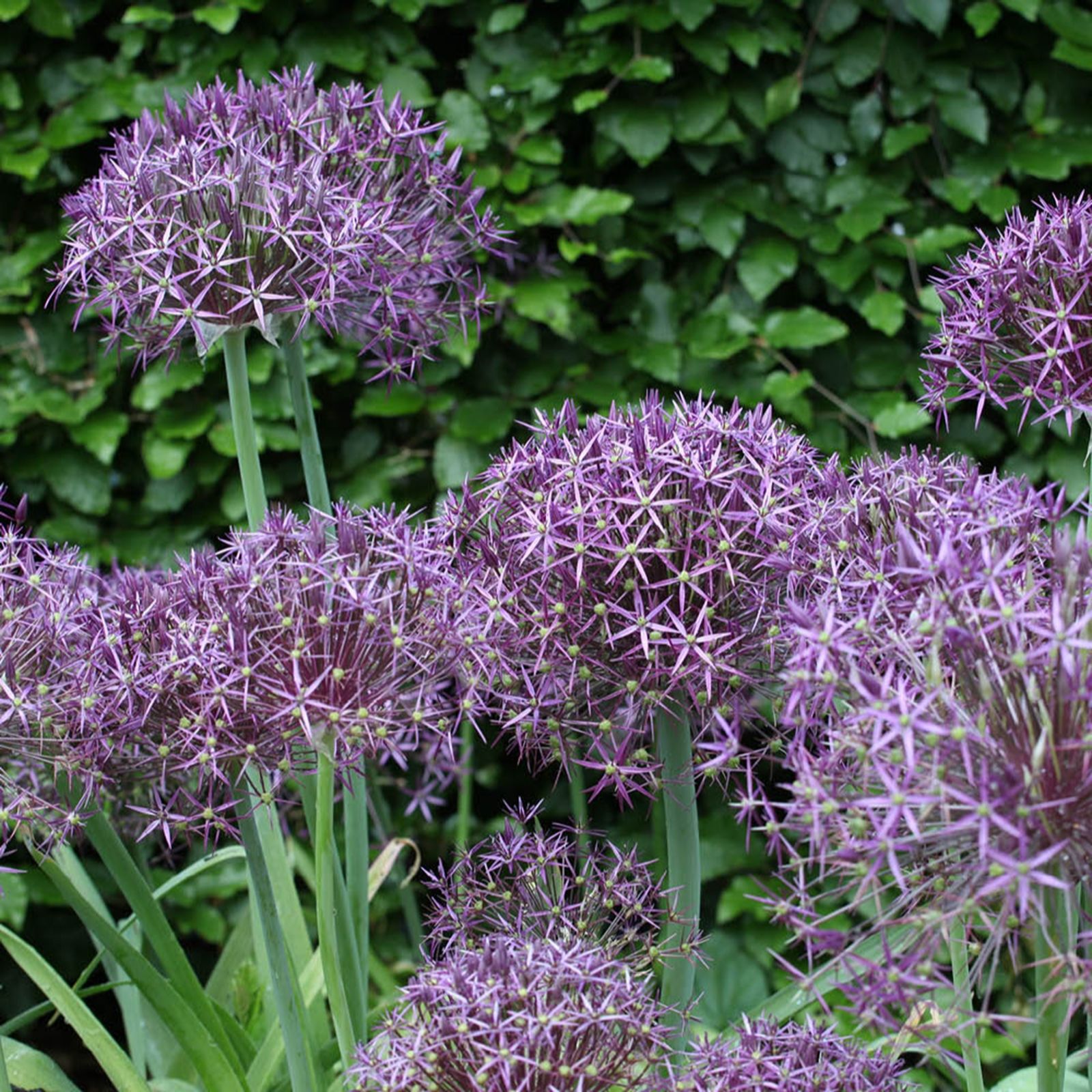 YouGarden Allium 'Christophii' x50 Bulbs - QVC UK