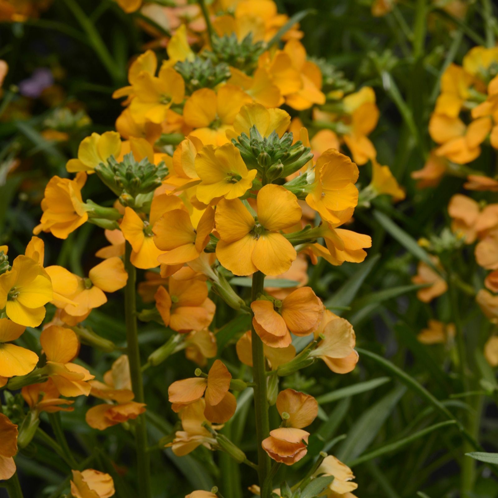 Hayloft Erysimum Spring Flowering 3x 9cm pot grown plants - QVC UK