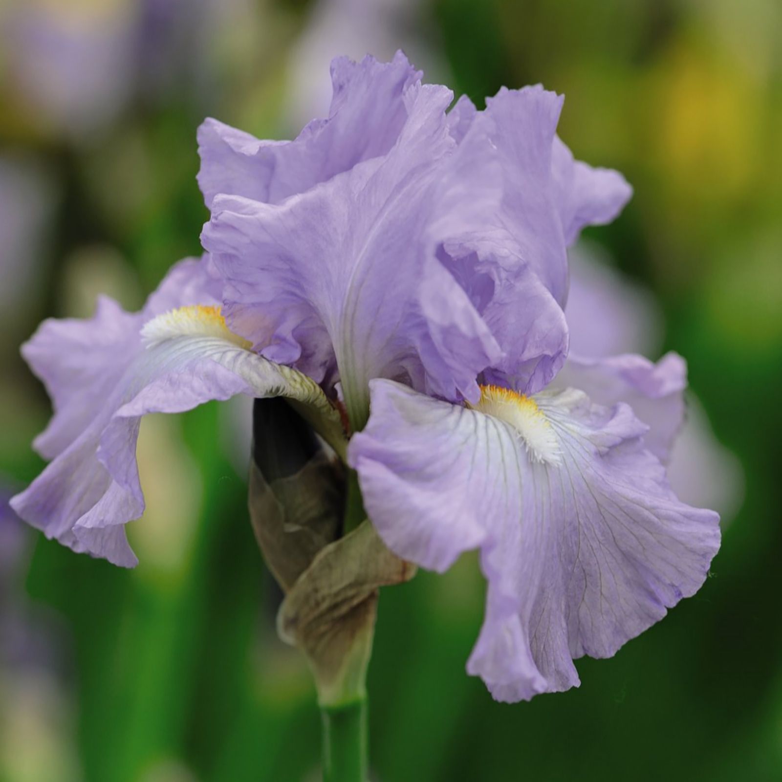 Thompson & Morgan Iris 'Re-Blooming Collection' 10 Rhizomes (2 Of Each ...