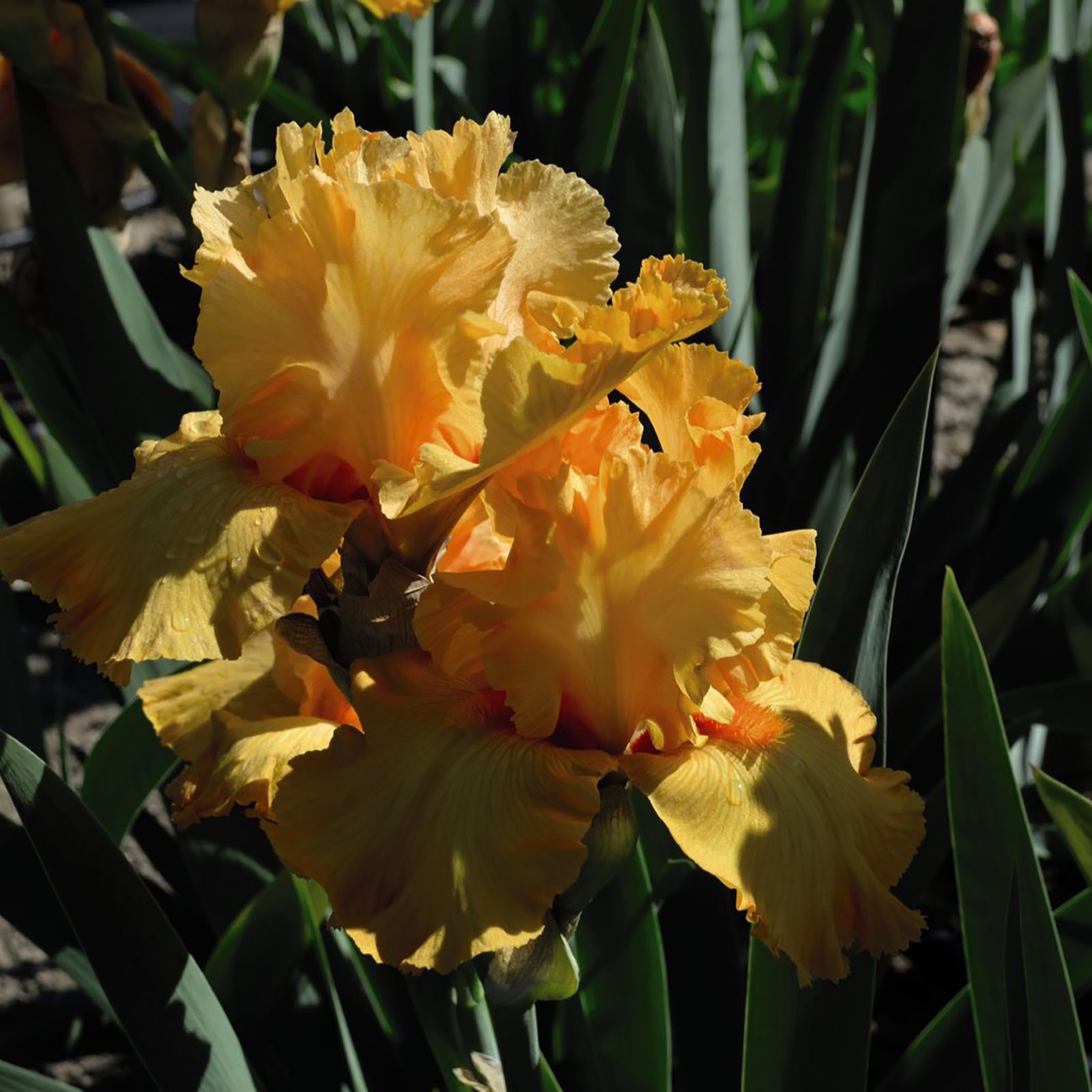 Thompson & Morgan Iris 'Re-Blooming Collection' 10 Rhizomes (2 Of Each ...