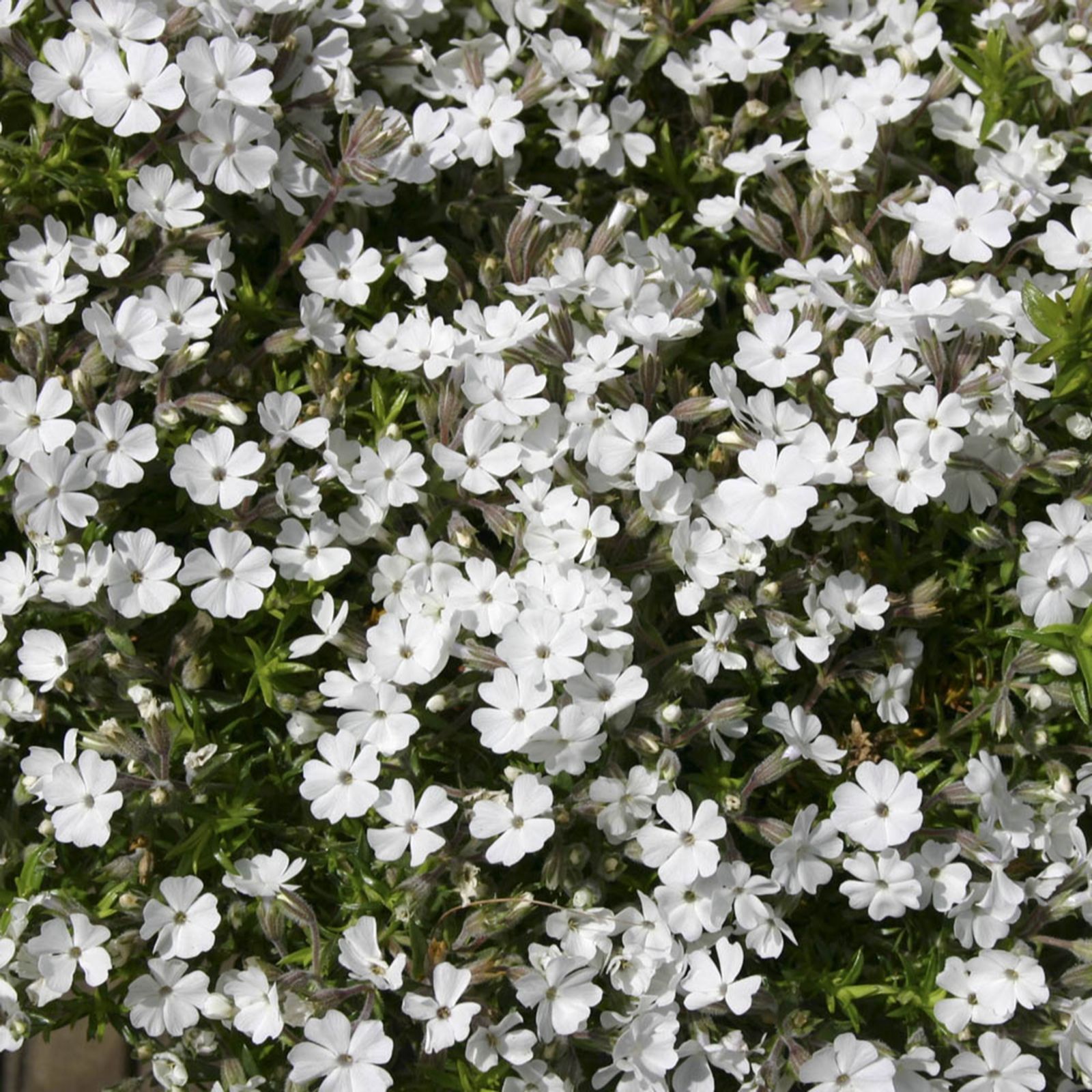Yougarden Creeping Phlox Collection Plug Plants X12 Qvc Uk