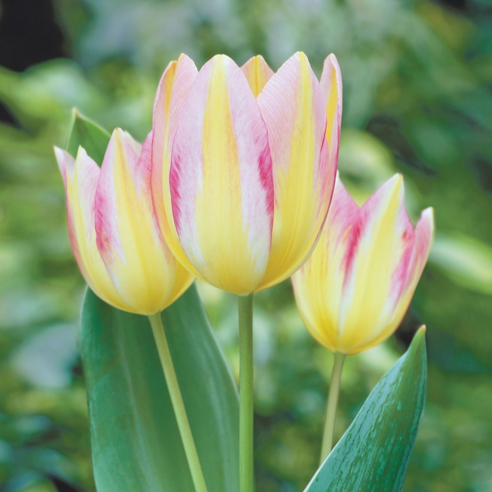 de Jager Colour Changing Antoinette Chameleon Tulips x15 - QVC UK