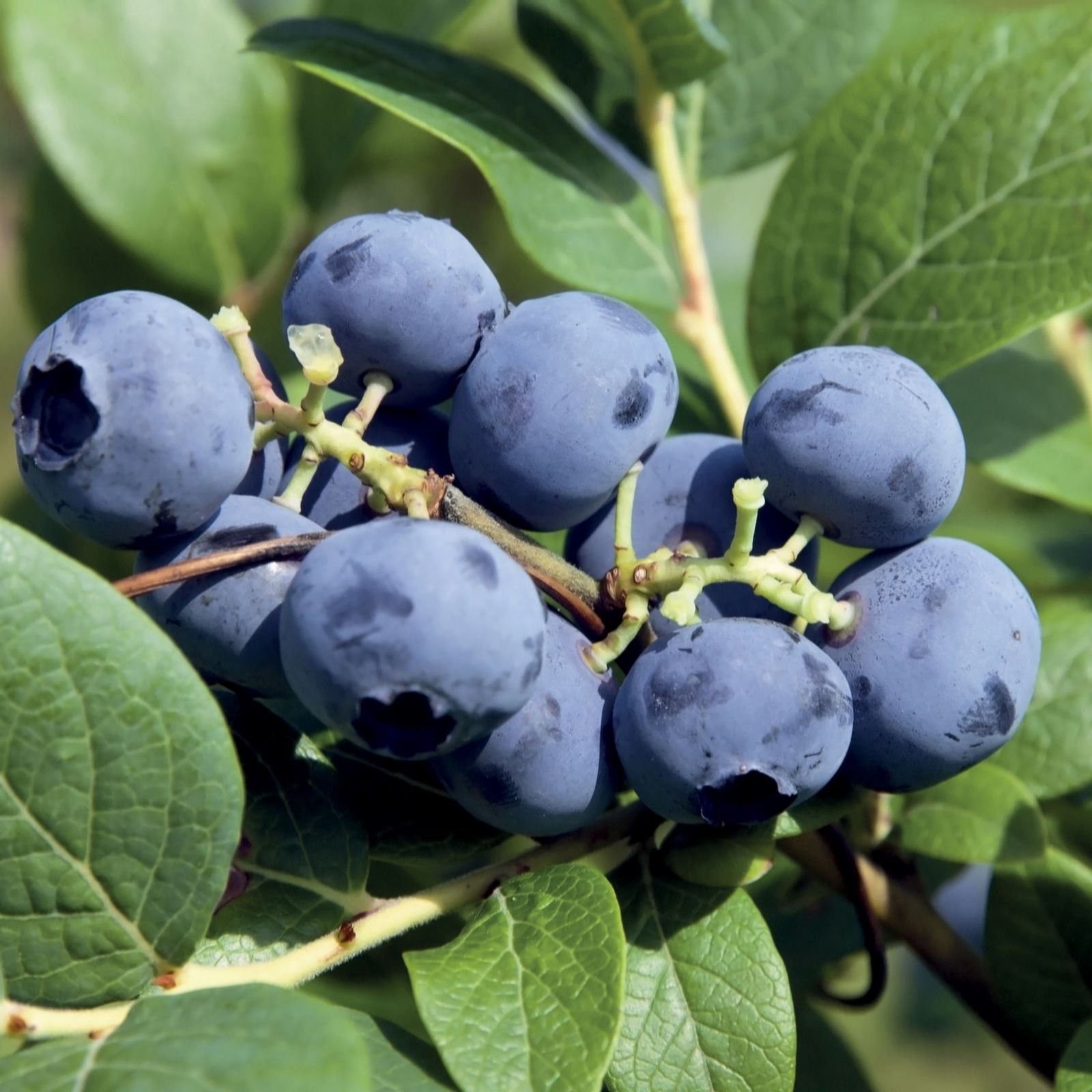 Suttons Blueberry Trio Collection 9cm Pot x 3 - QVC UK