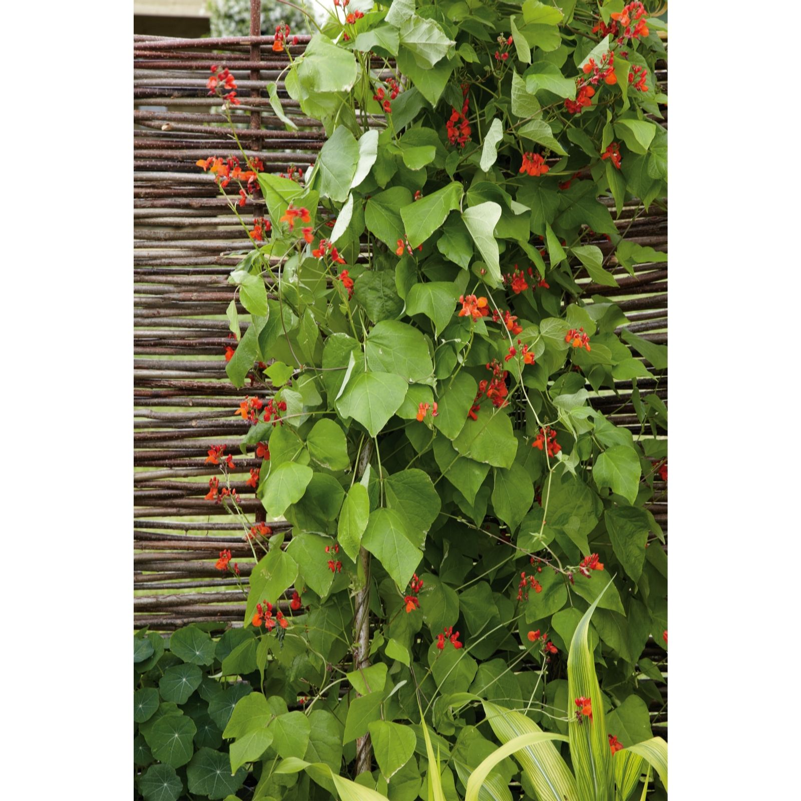 Plants2Gardens Runner Bean White Lady & Firestorm 6 x 7cm - QVC UK