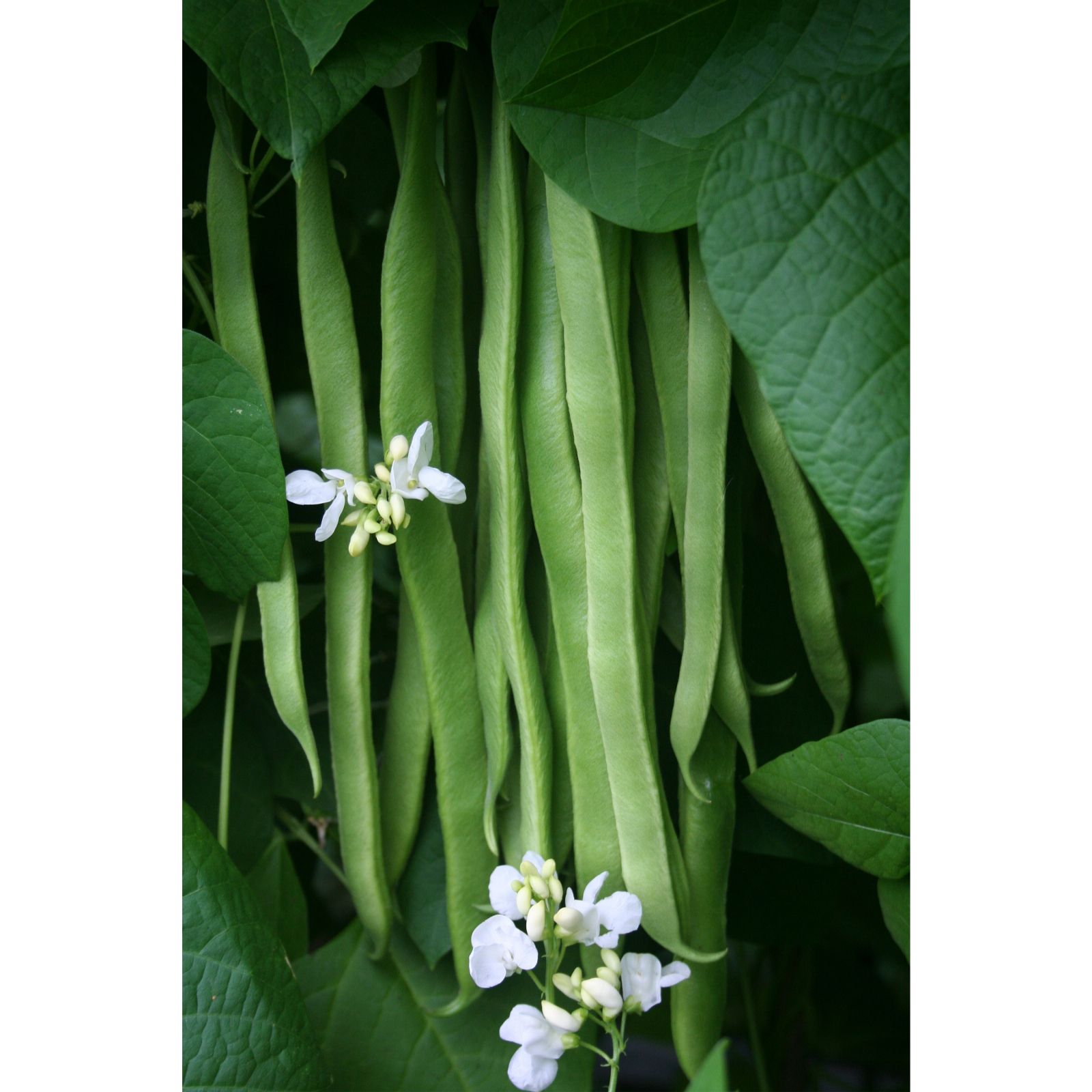 Plants2Gardens Runner Bean White Lady & Firestorm 6 x 7cm - QVC UK